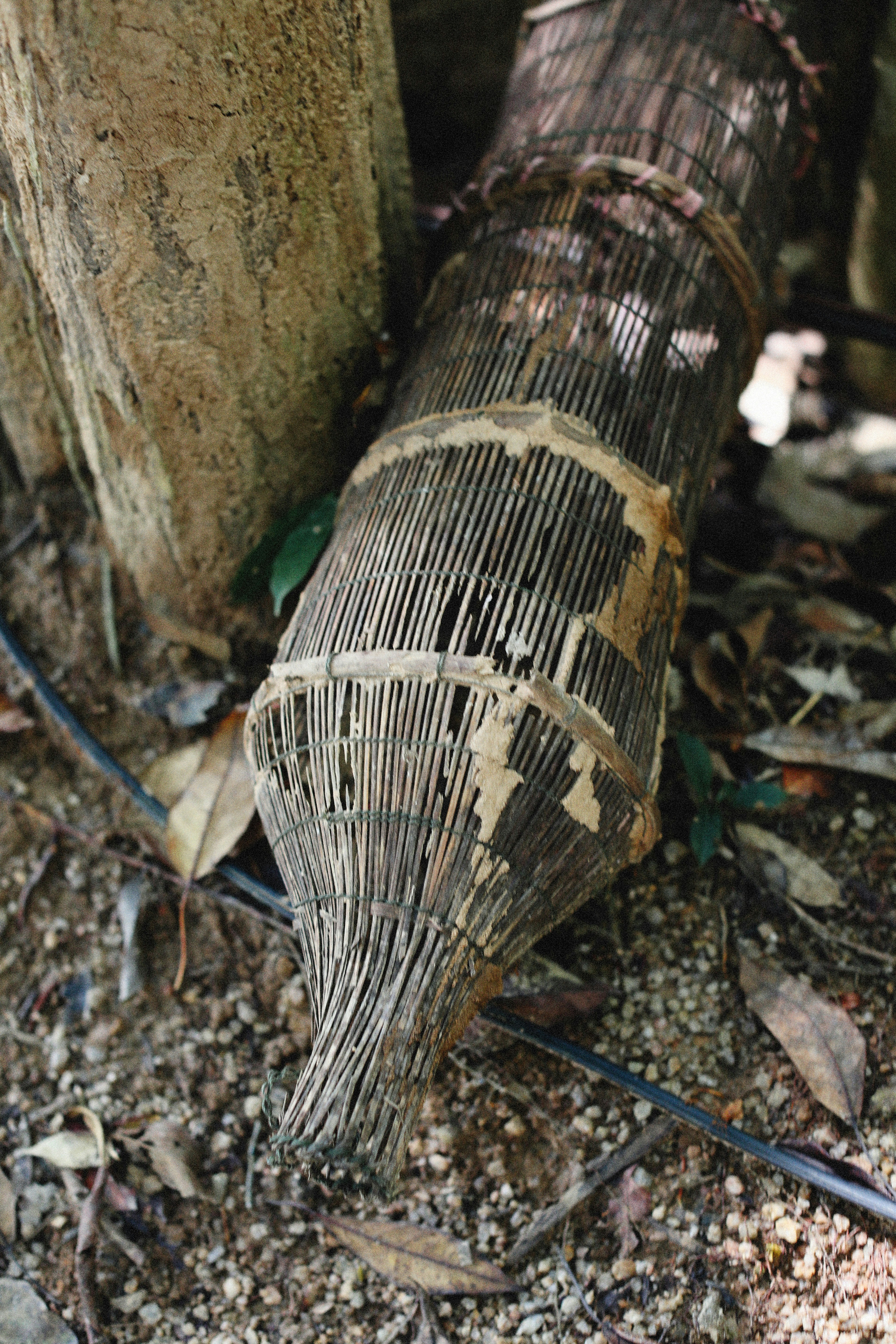 Weathered Weave on the Forest Floor: A Torn Basket in Leaf Litter