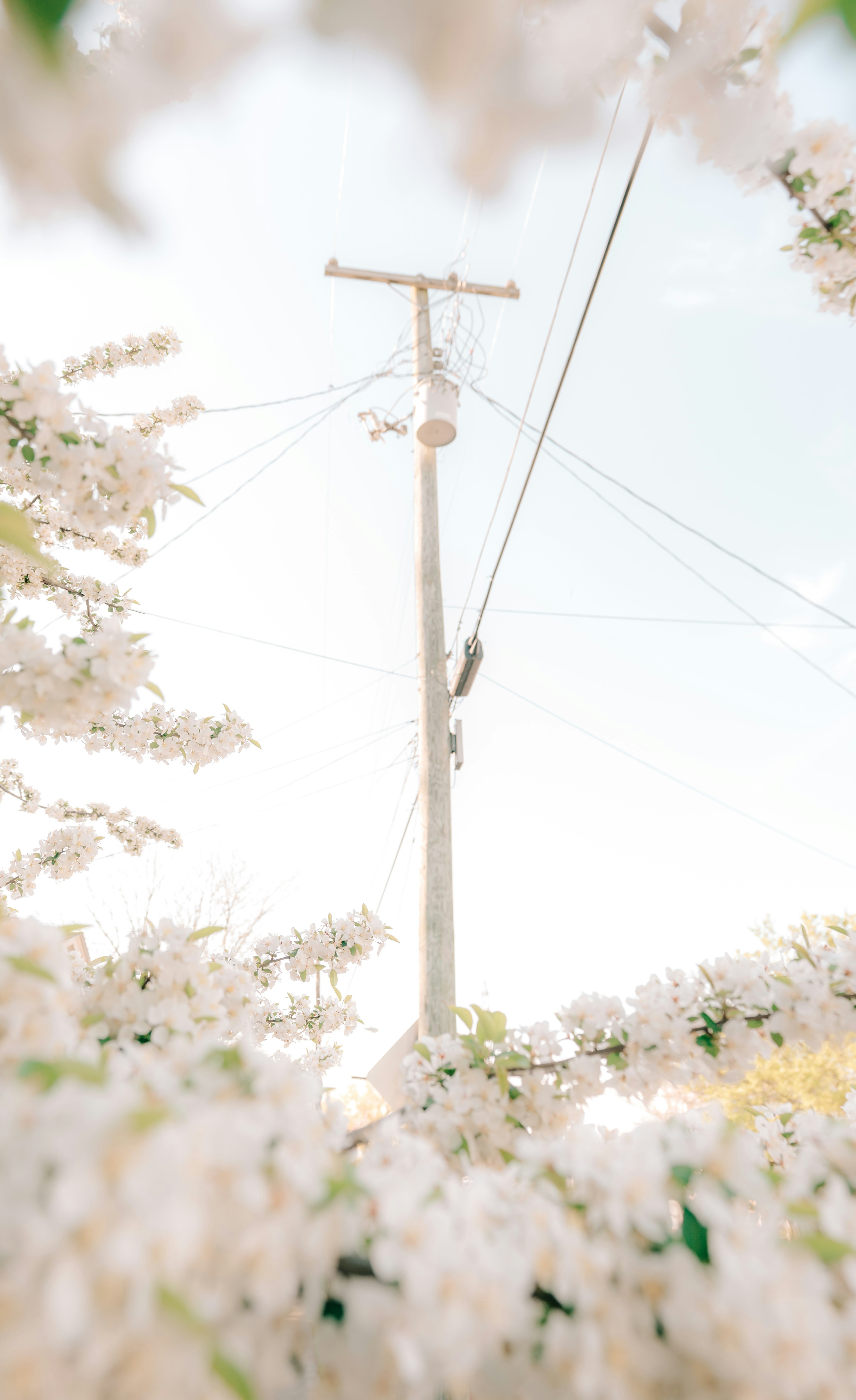 Pole in Bloom: A Sunlit Frame of Power Lines and Cherry Blossoms