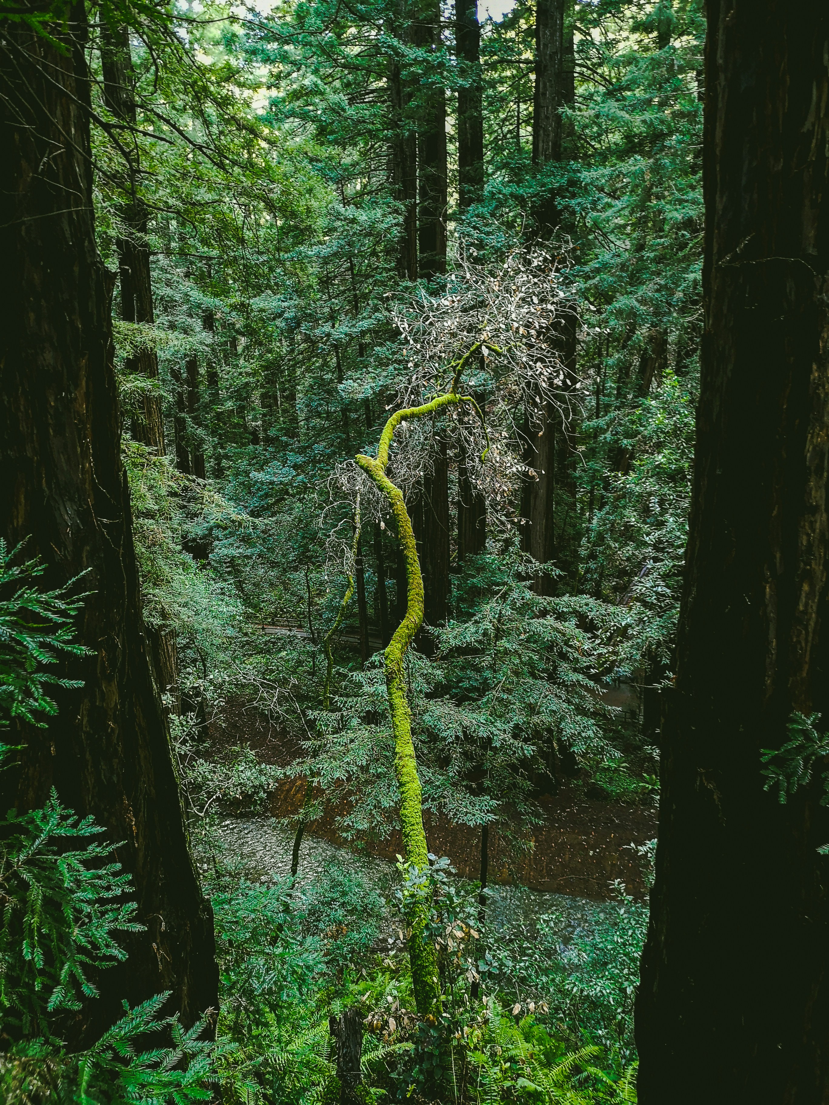 Green Arc in the Forest Cathedral: Moss-Wrapped Vine Winding Between Ancient Trunks