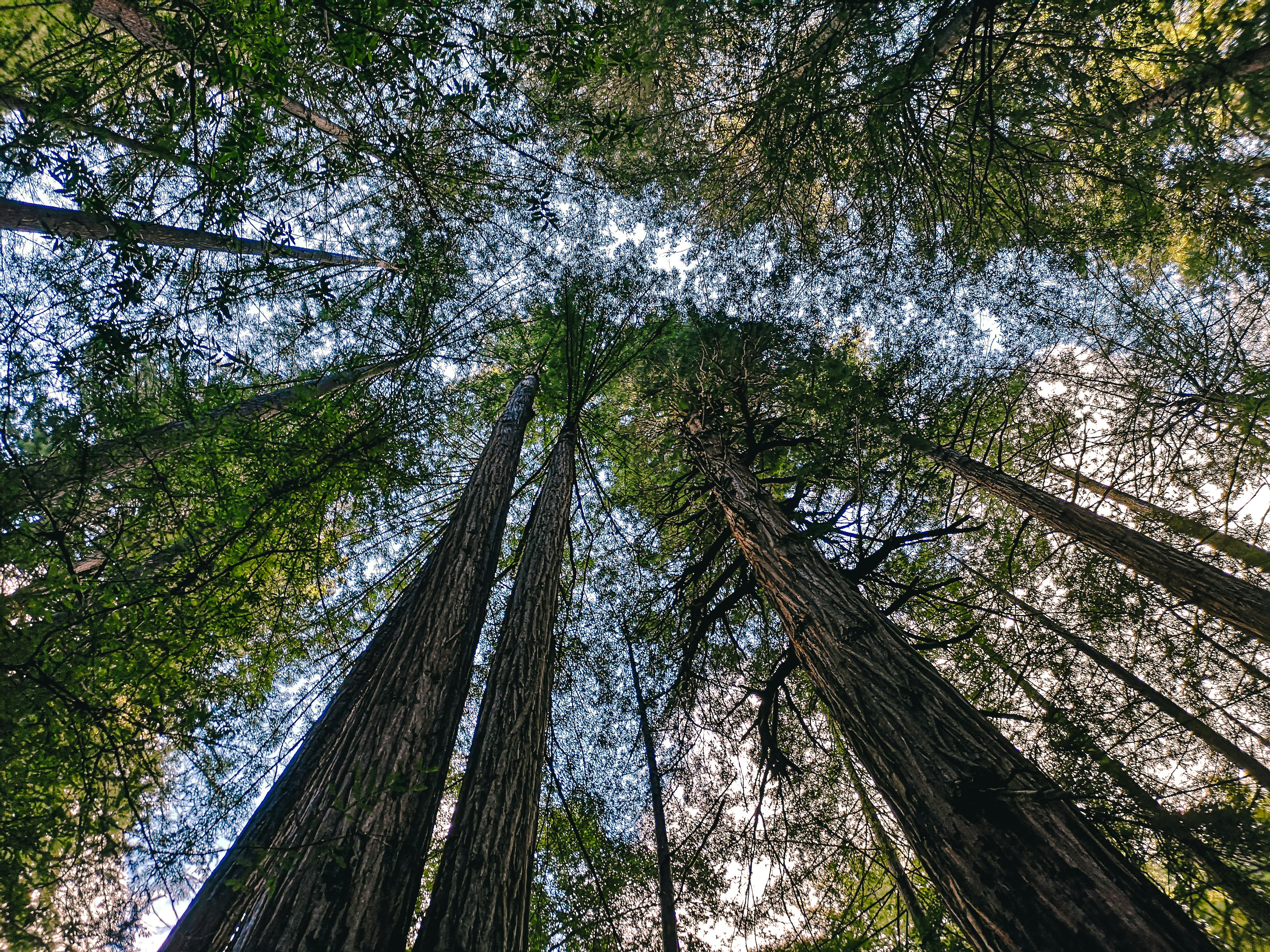 Looking up at tall trees in a forest photo – Free Muir woods national ...