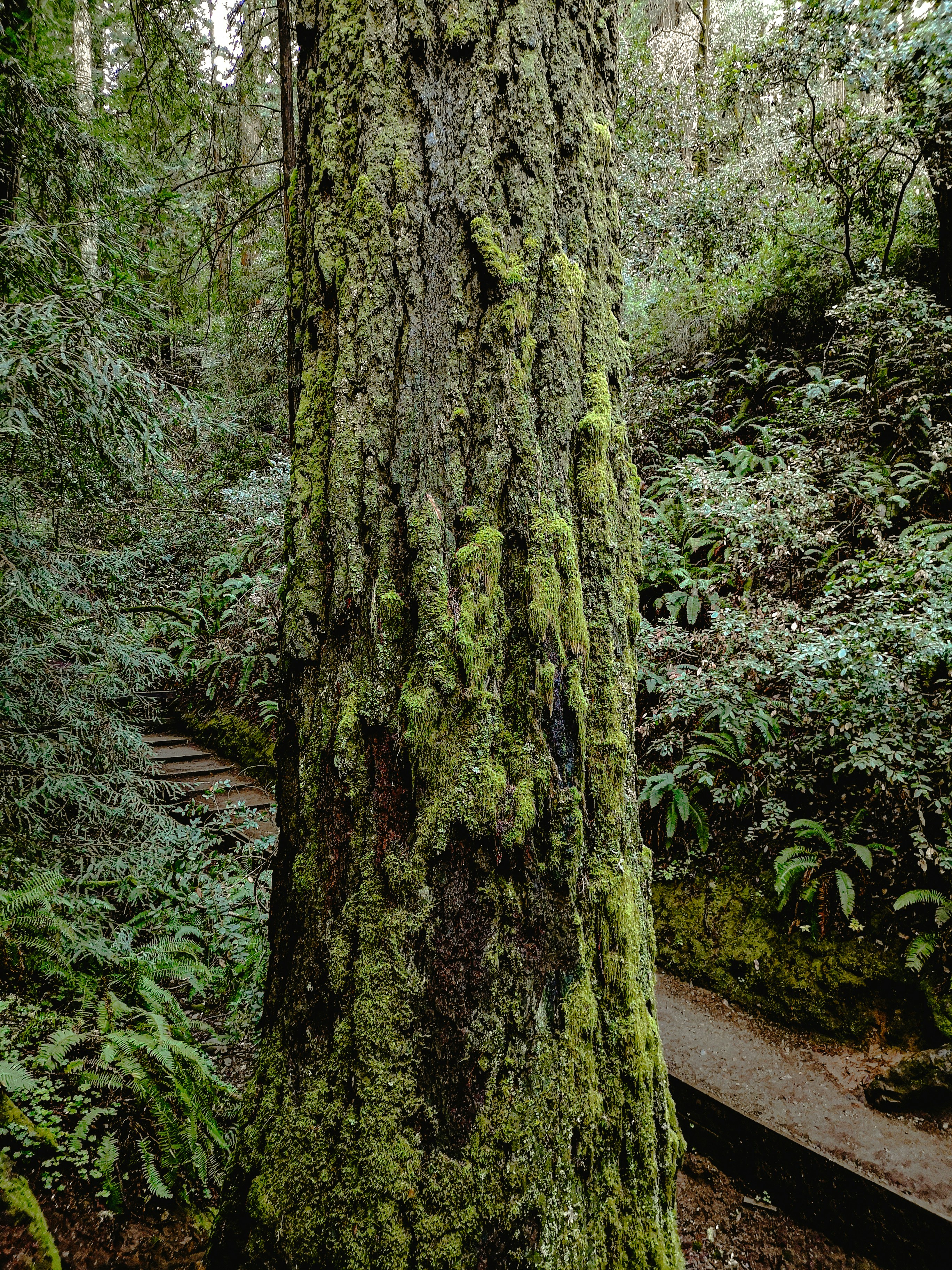 Moss-Wrapped Trunk Anchors a Quiet Green Corridor