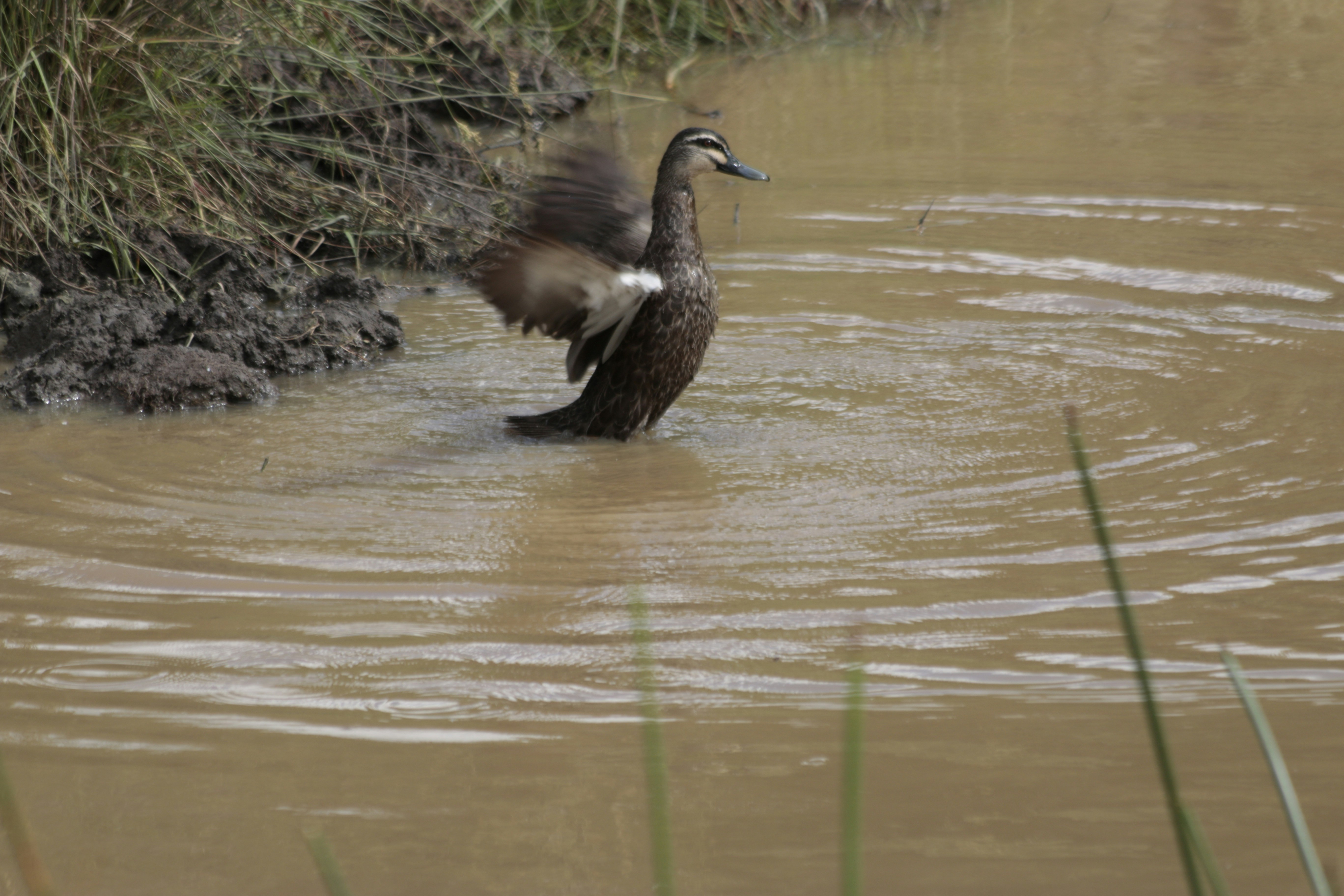 A duck is standing in a body of water photo – Free Dam waters a place ...