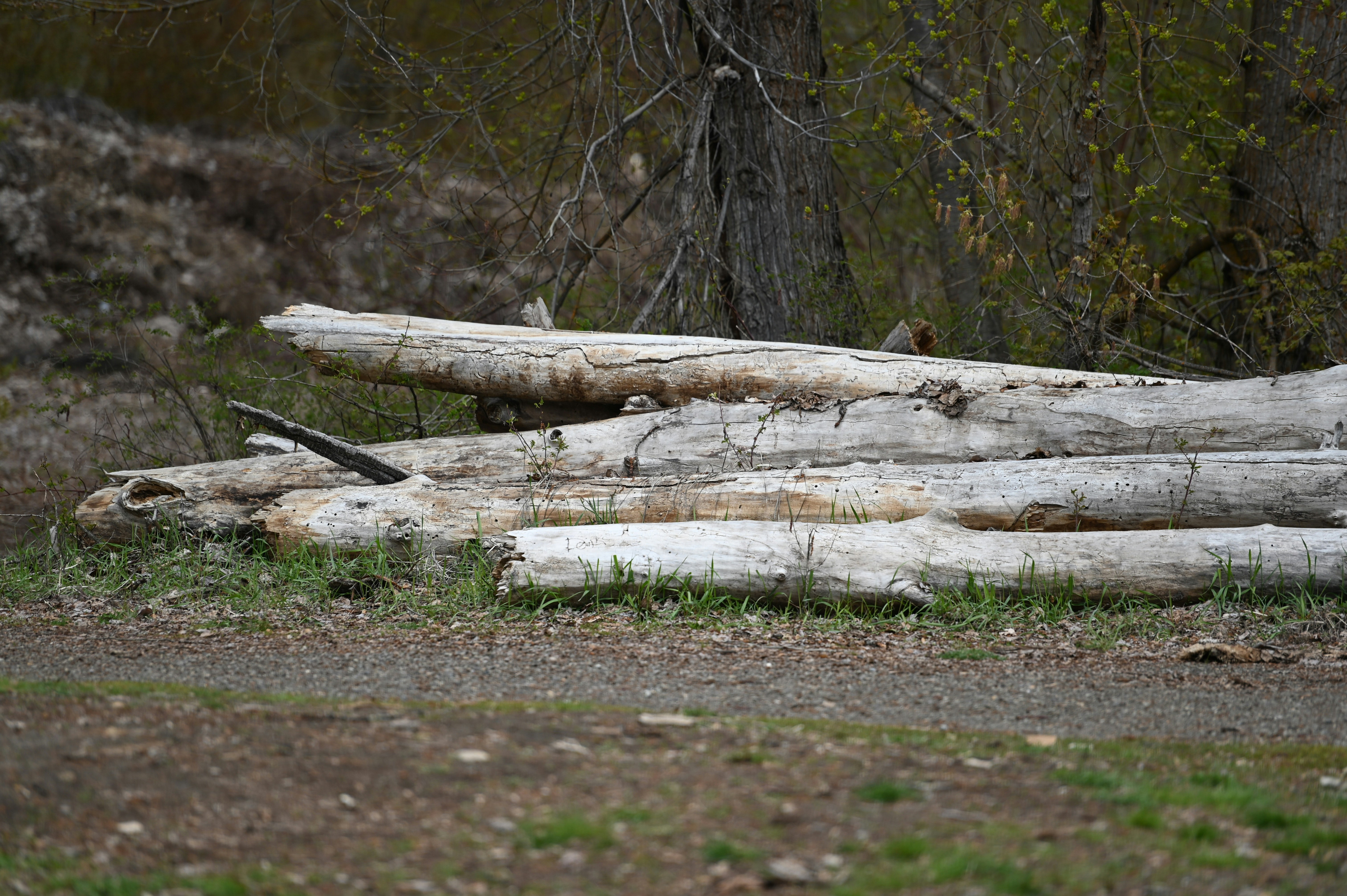 Weathered logs resting on the ground amidst fresh greenery, showcasing the beauty of natural decay.