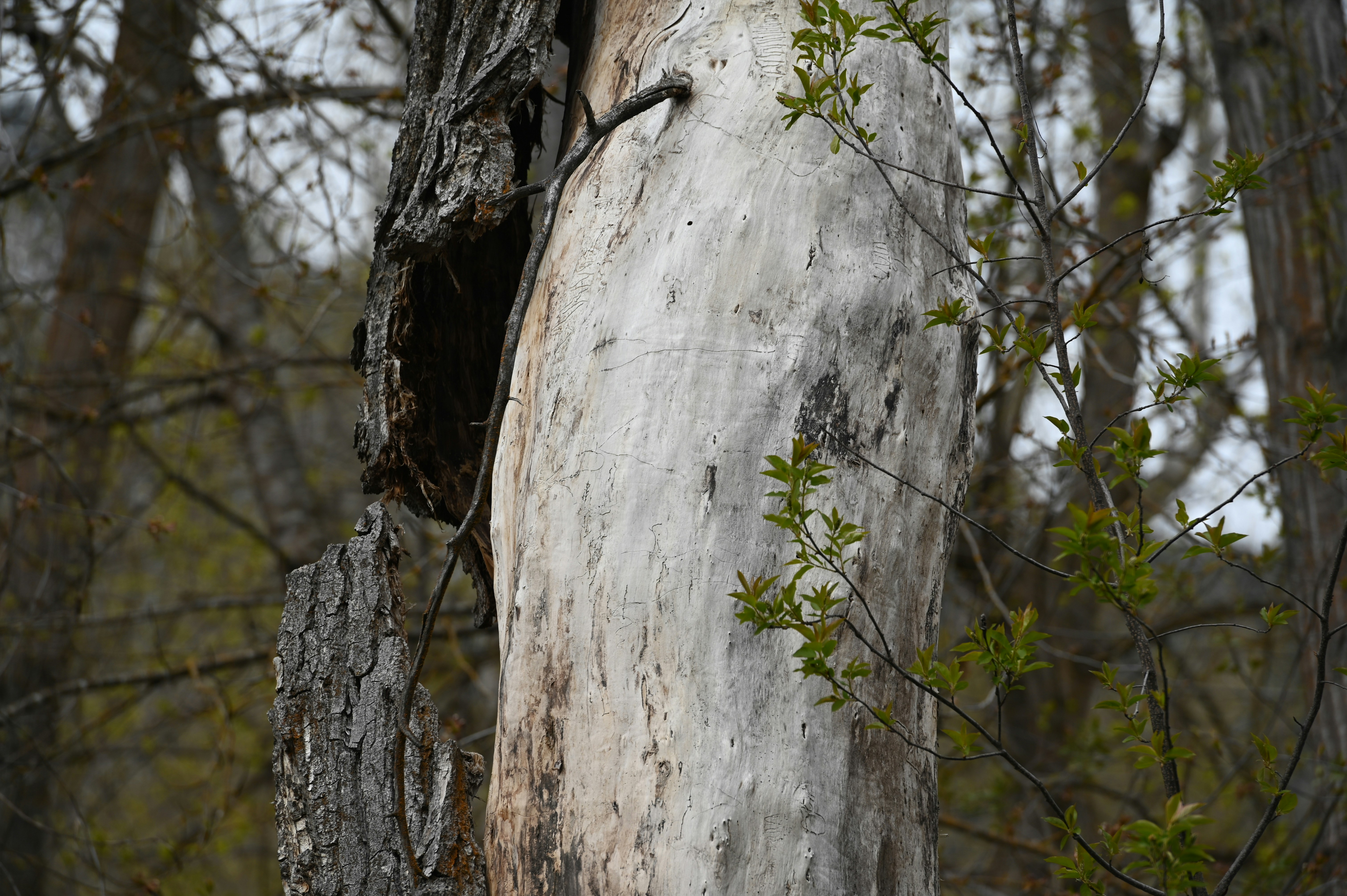 Weathered tree trunk with peeling bark surrounded by budding leaves, showcasing the contrast between decay and new life.