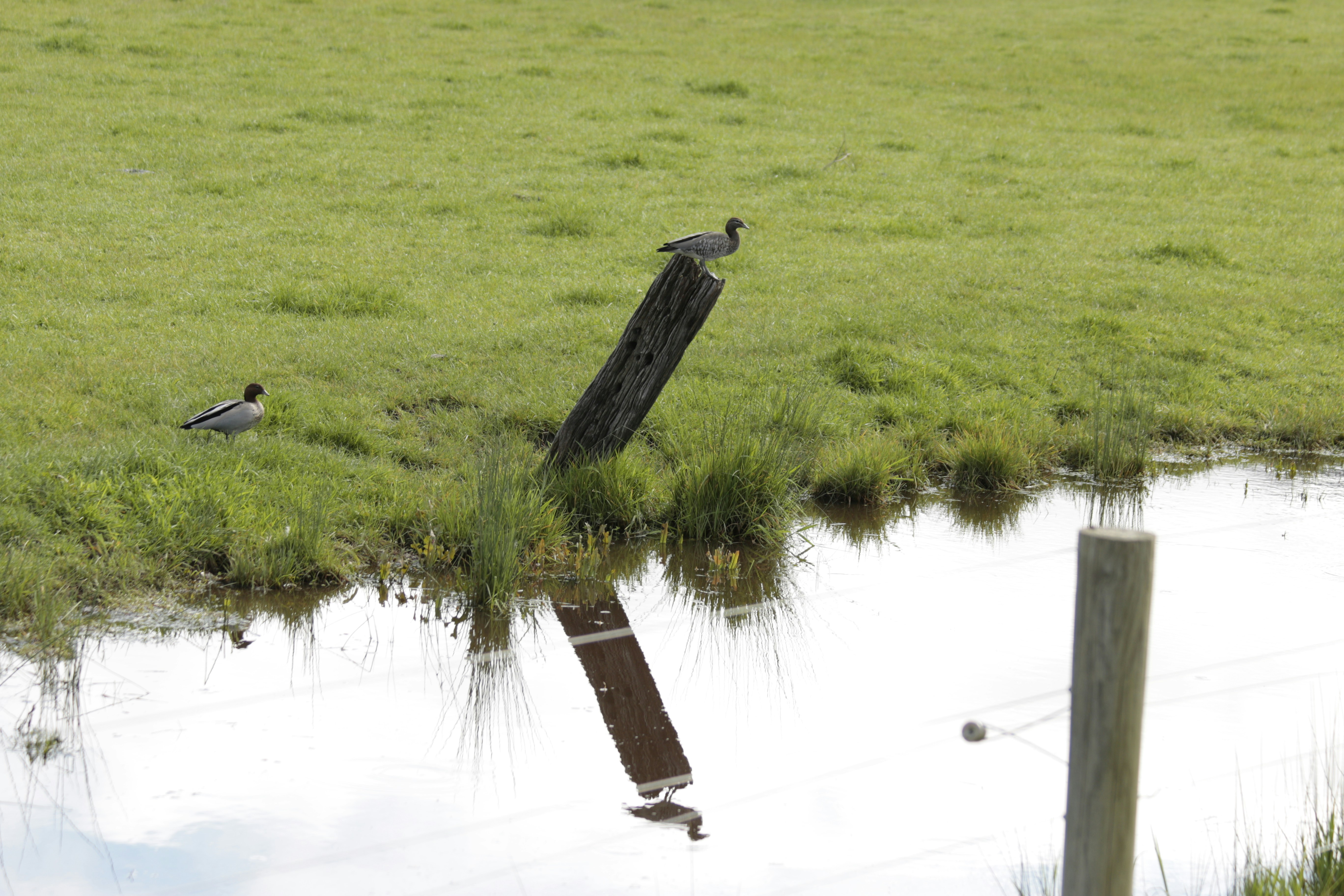Gauge of stillness: wading birds and weathered post on a reflective marsh