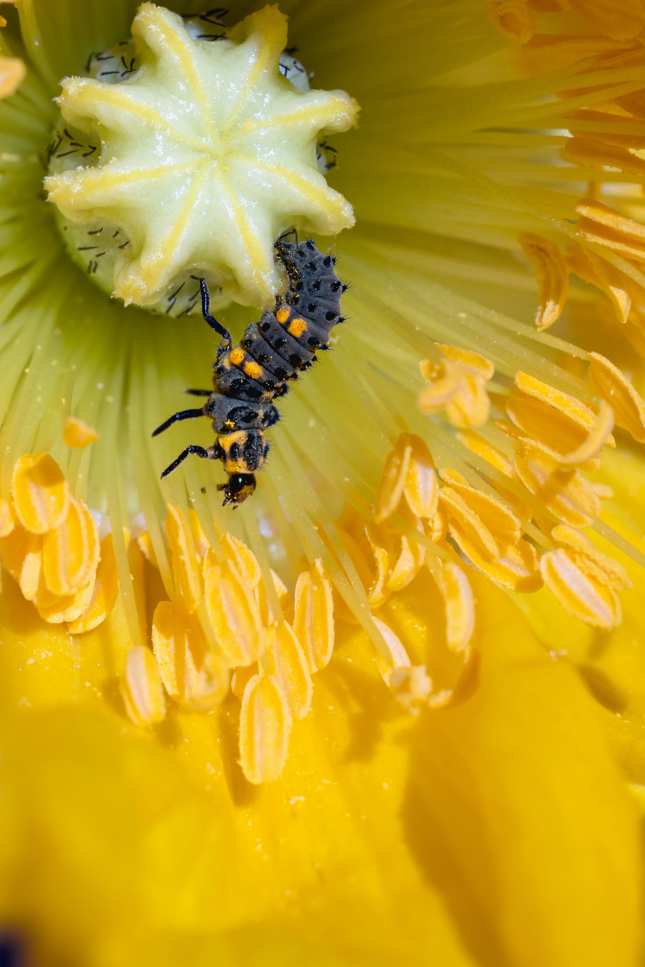 A close up of a flower with two bugs on it photo – Free Insect Image on ...