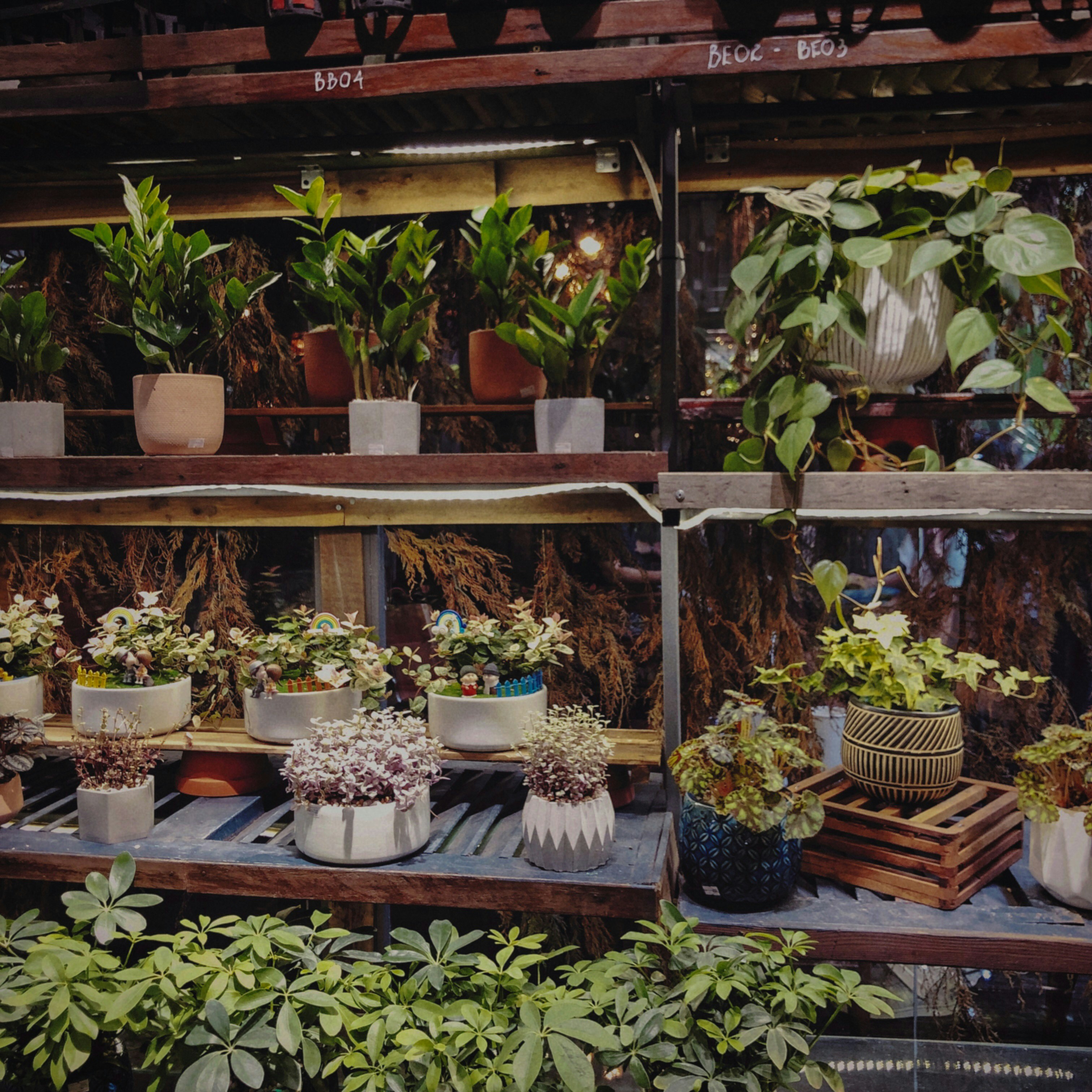 Un tas de plantes qui sont sur une étagère photo – Photo Plante ...