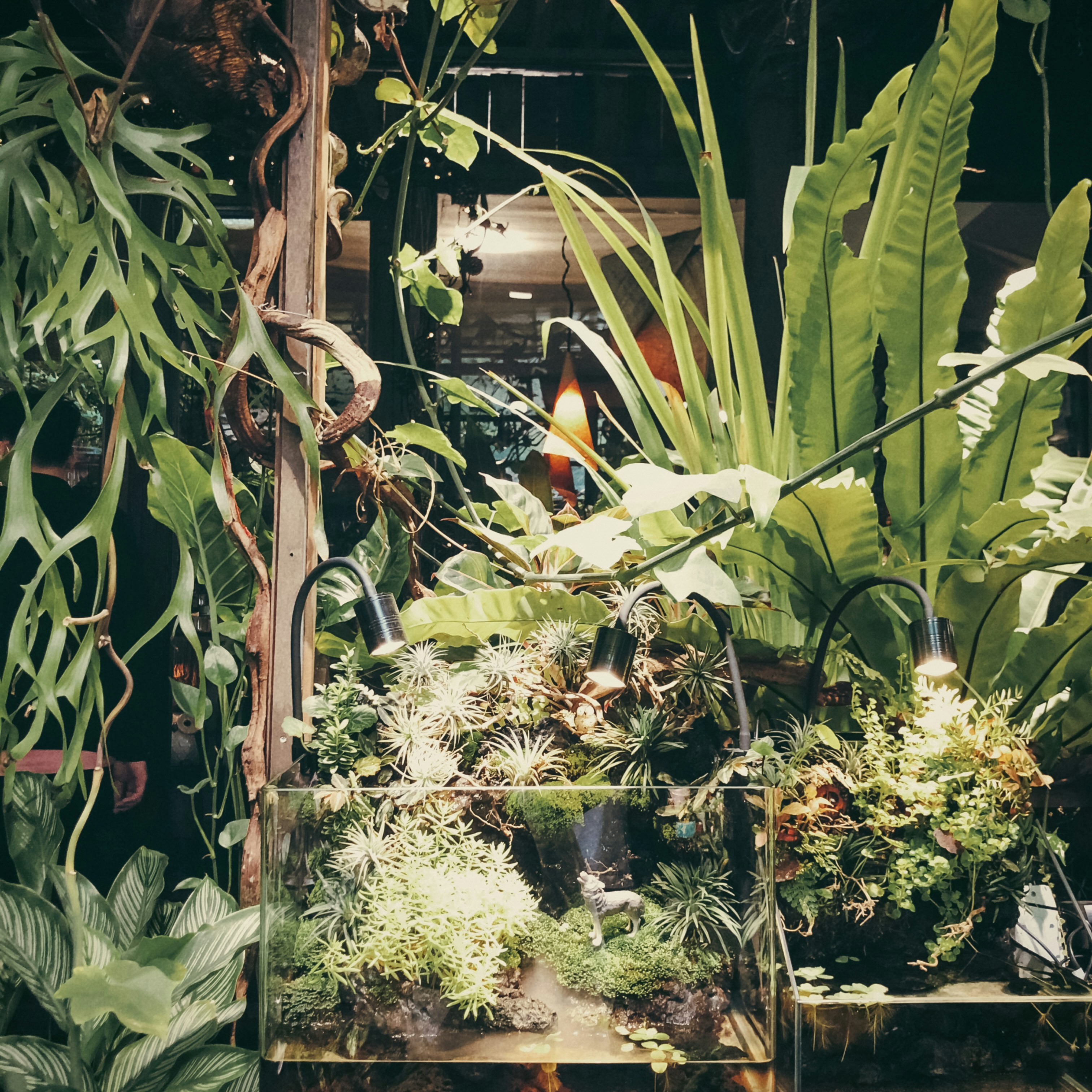 a bunch of plants that are in a room