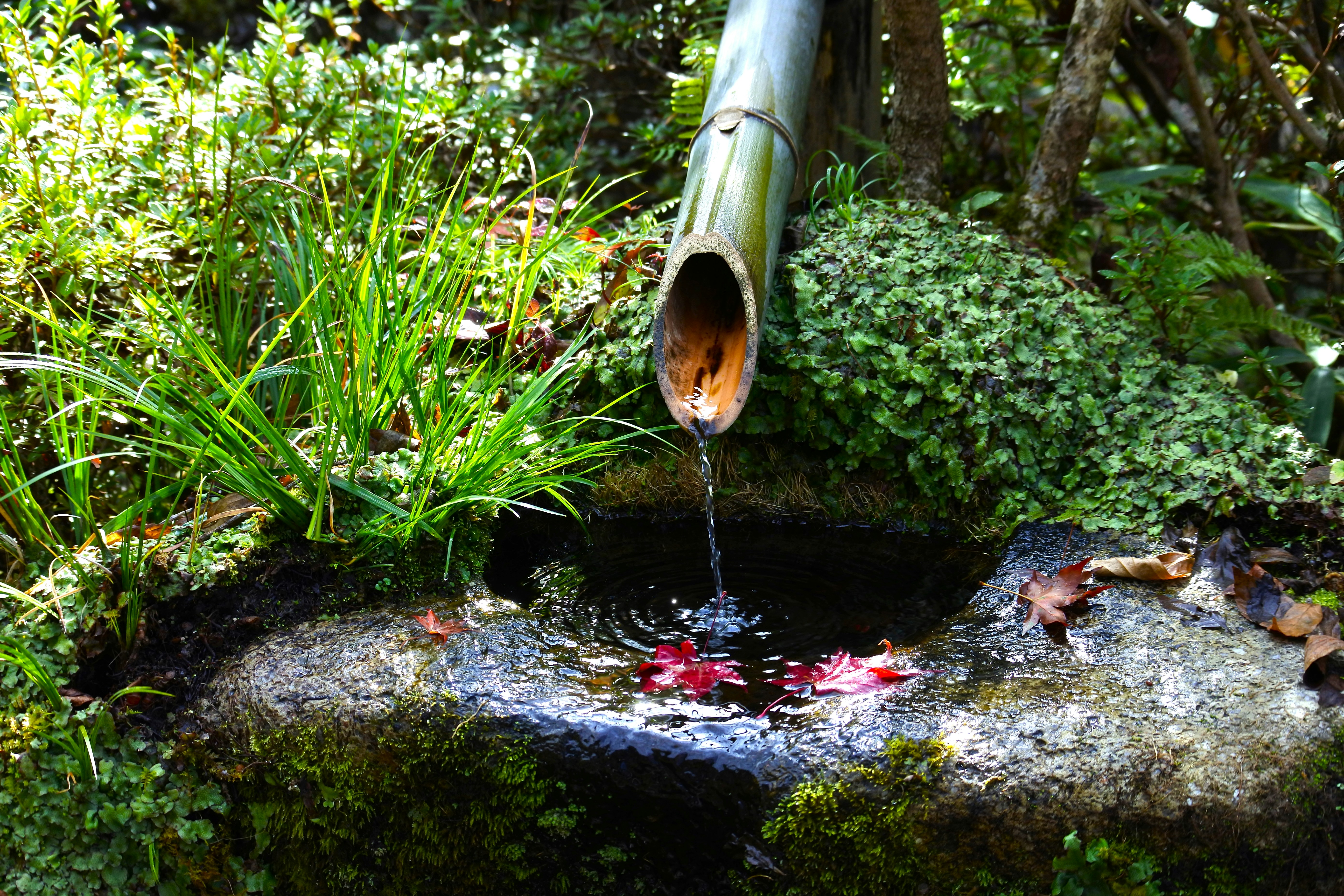 A bamboo spout pours a thin stream into a moss-covered stone basin in a tranquil garden, with scattered red petals and lush greenery in the background.