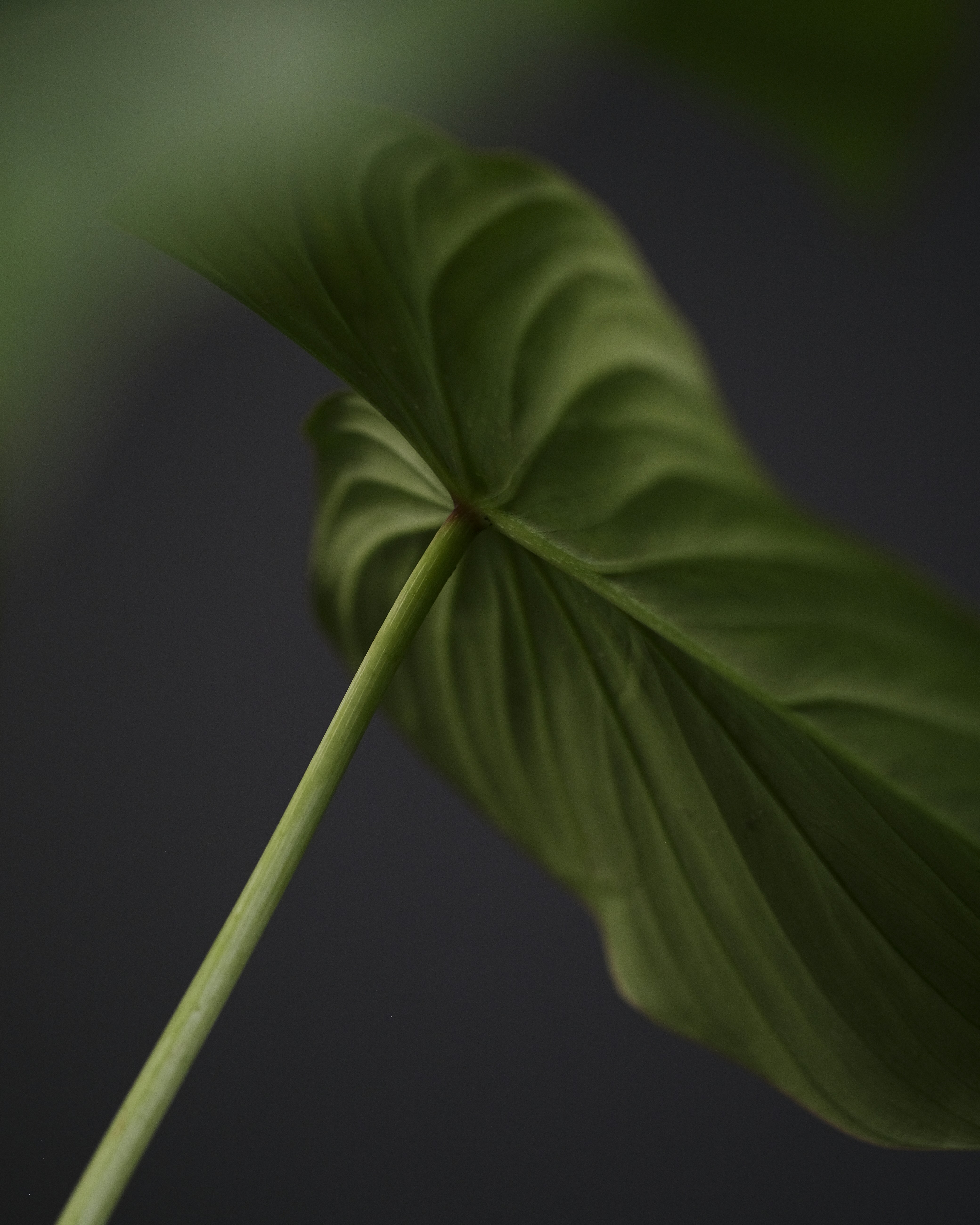 Confluence of Veins: A Quiet Macro Portrait of a Green Leaf