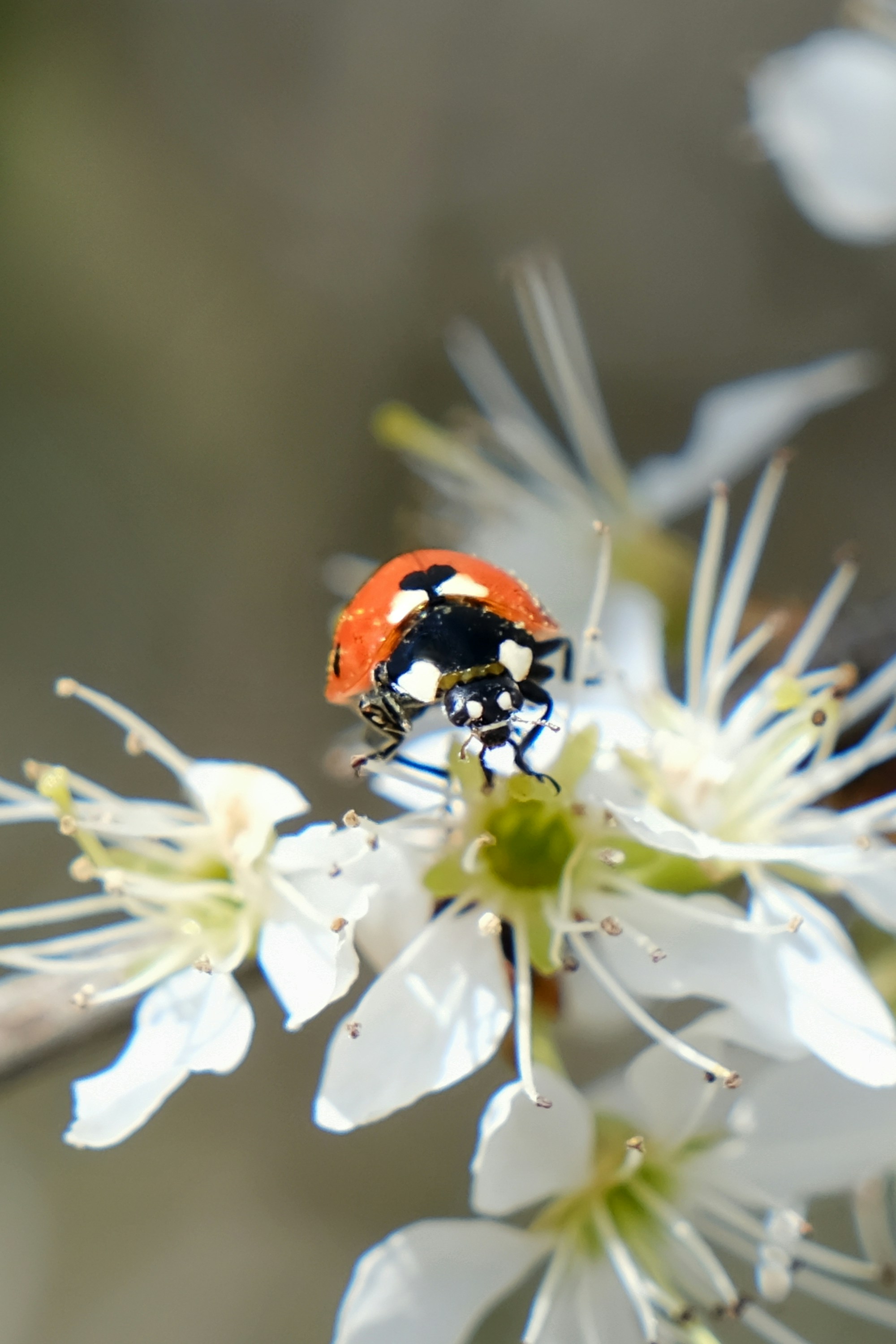 Ladybug on White Bloom: A Microcosm of Color and Detail