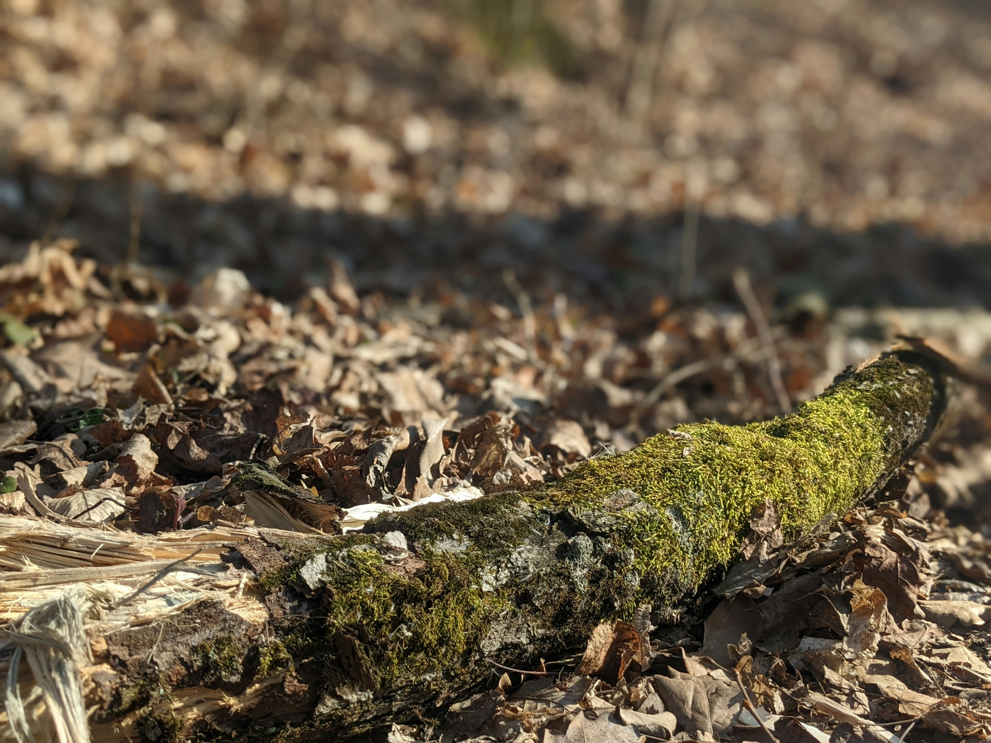 Moss-covered log resting on a forest floor amid dry leaves and dappled sunlight.