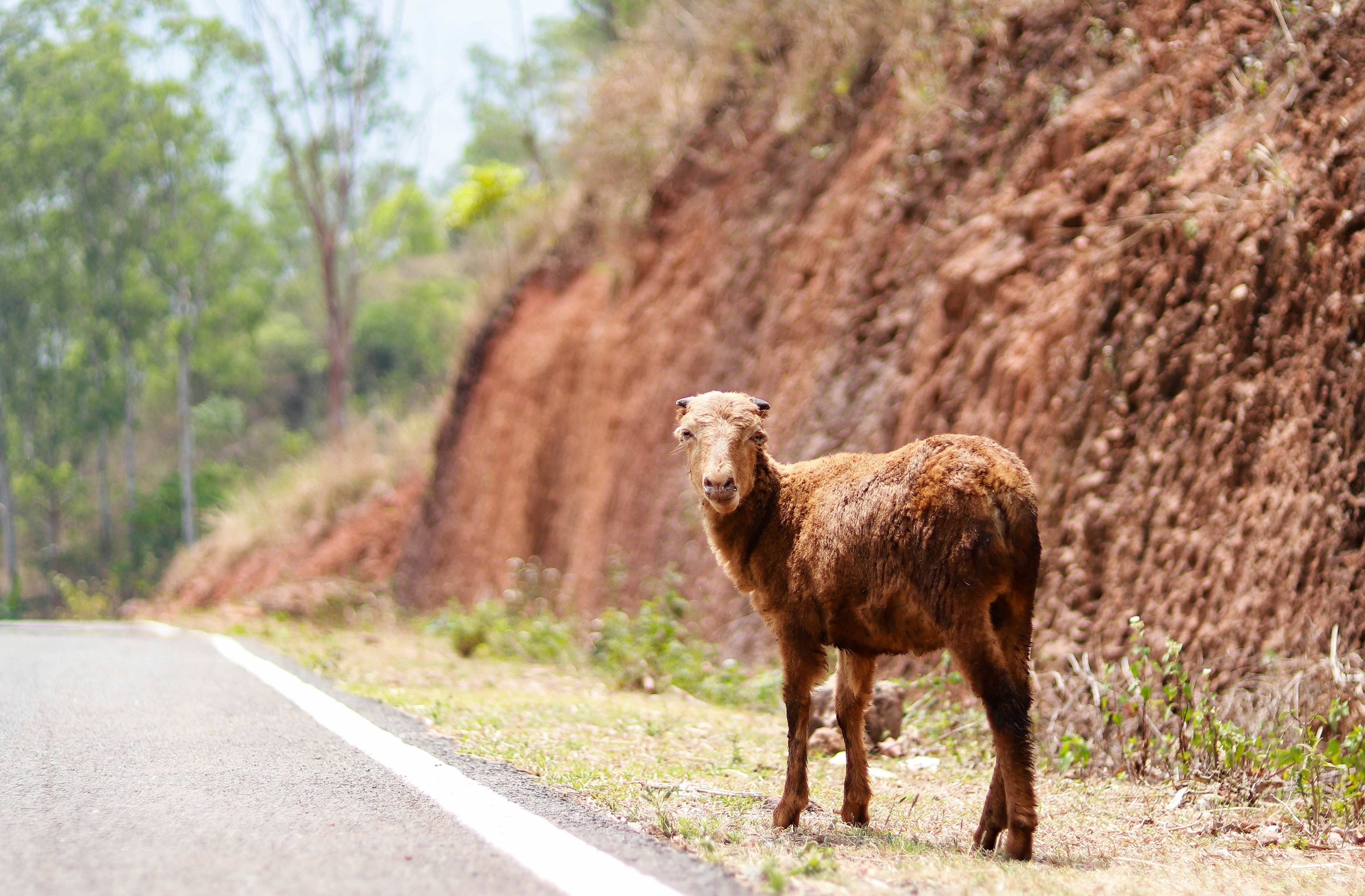 Lonely Roadside Watcher: A Brown Lamb on a Sunlit Verge