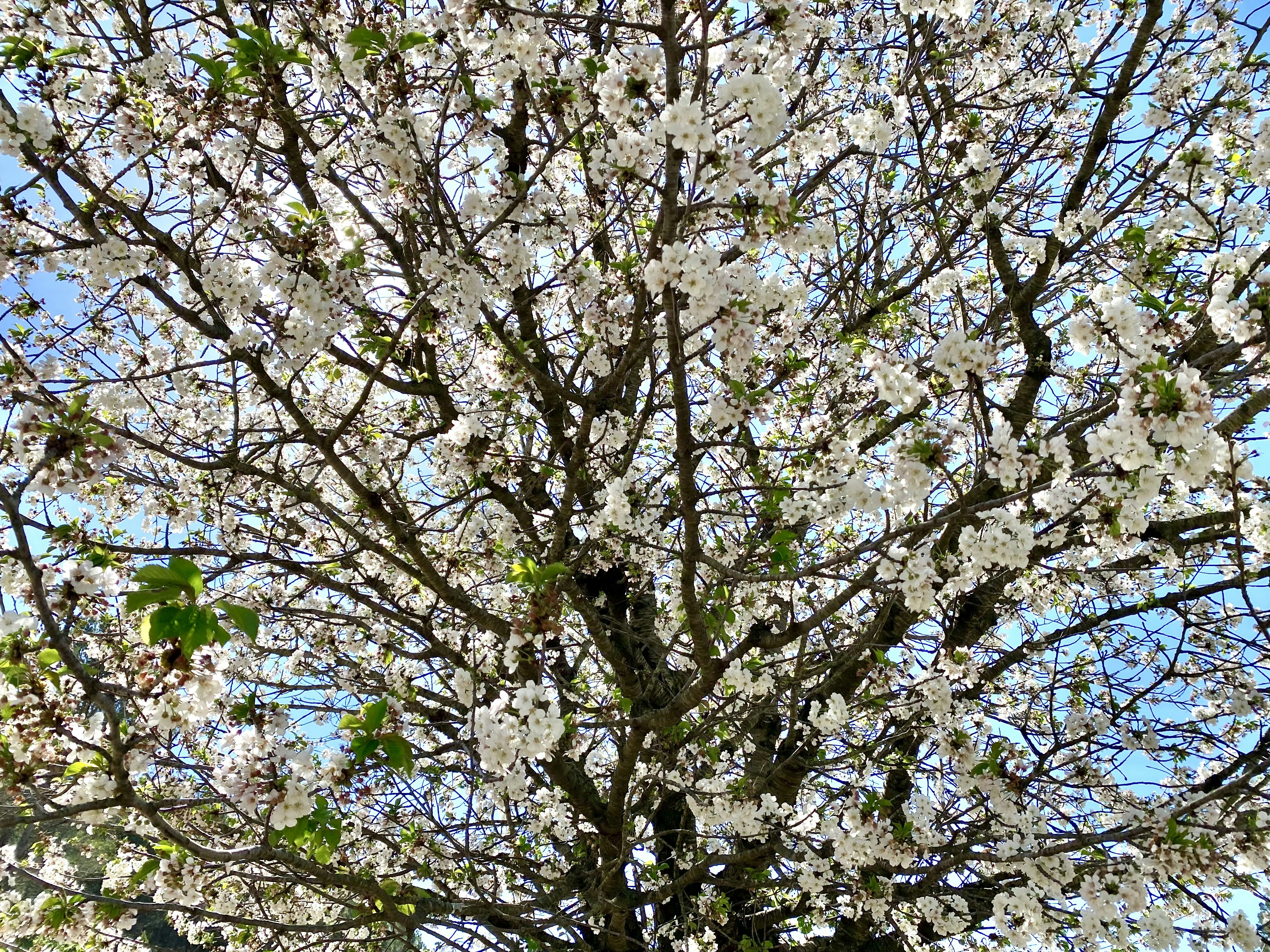 a large tree with white flowers and green leaves