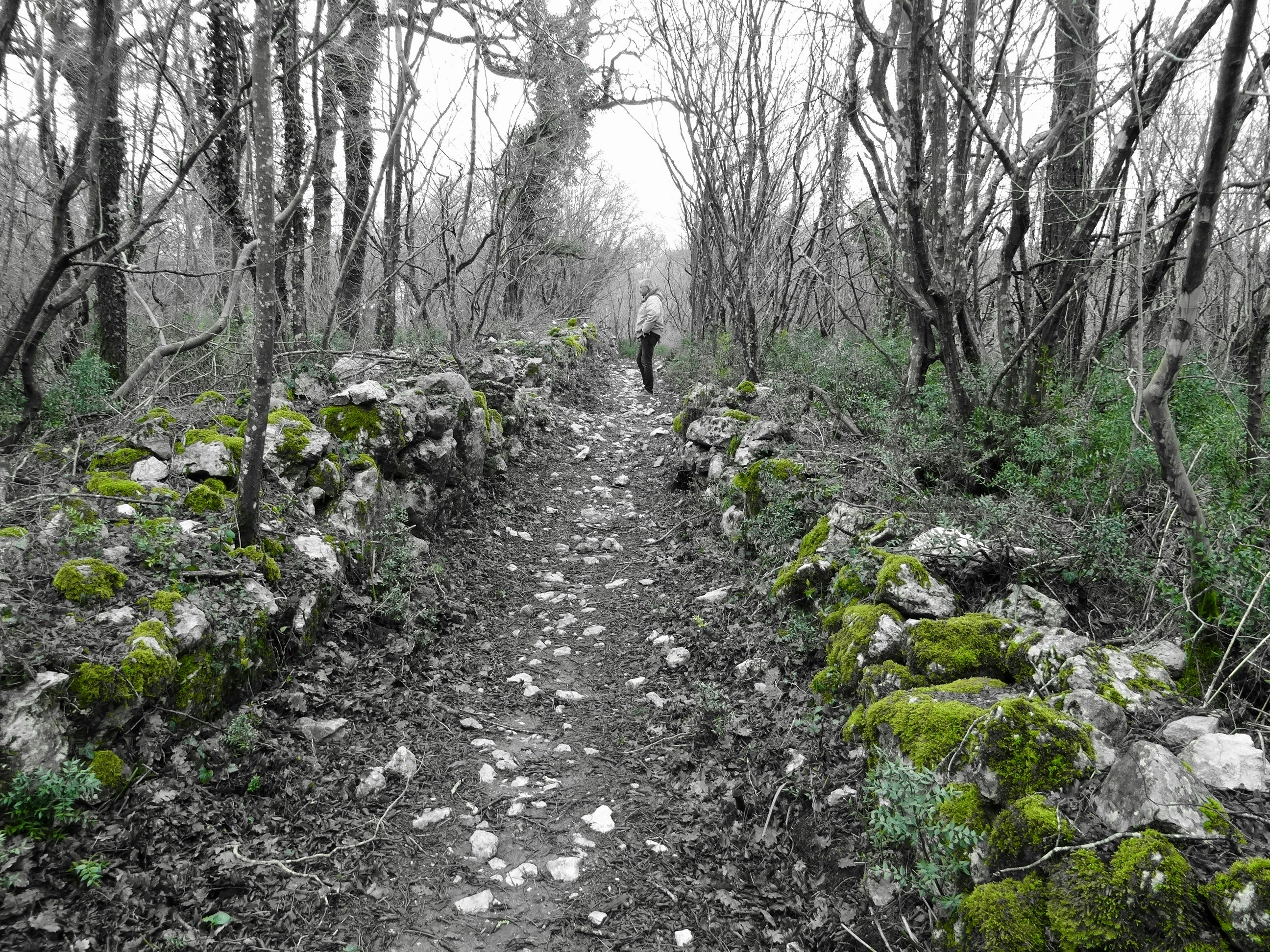 Moss-kissed Stones and a Distant Traveler on a Quiet Woodland Path
