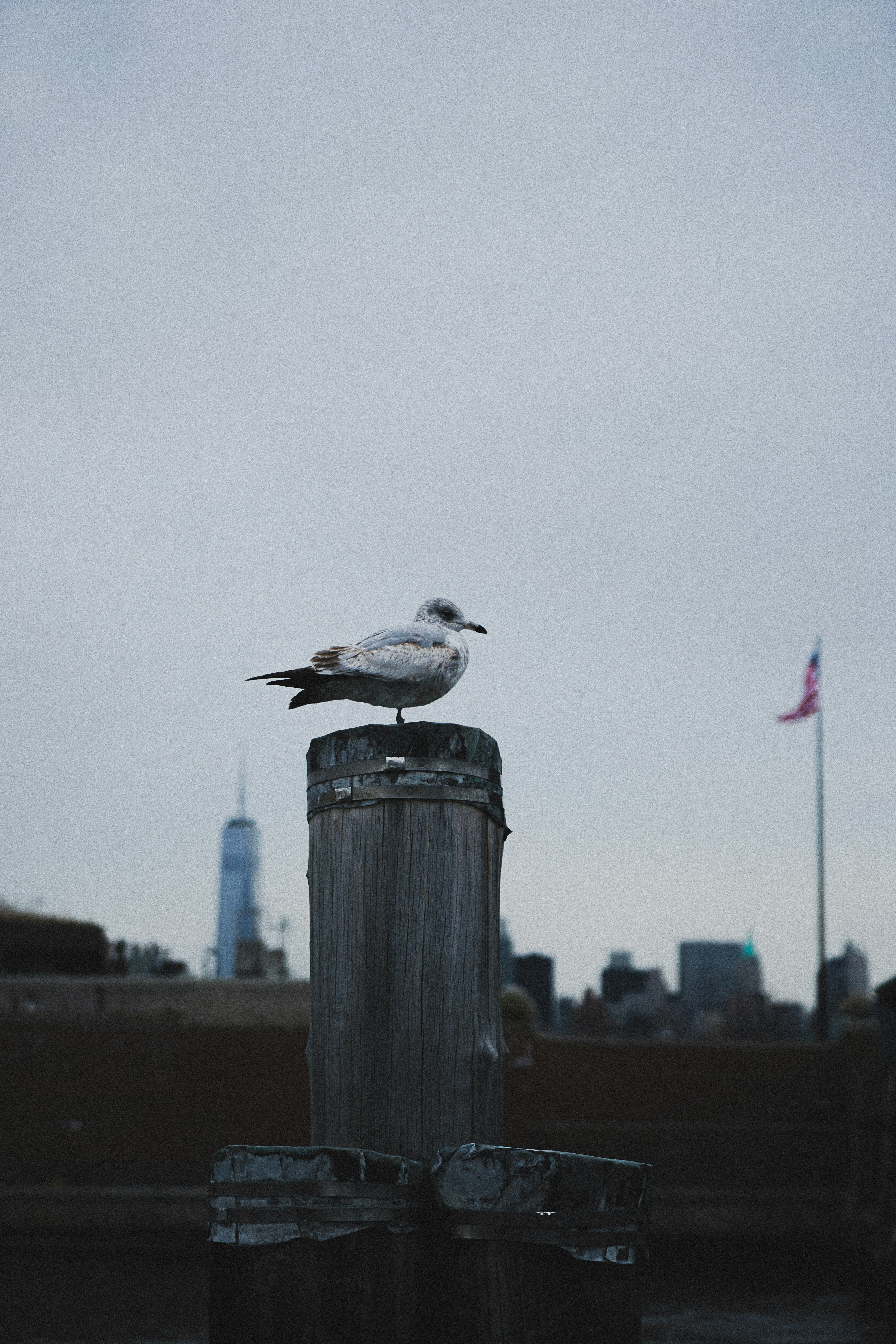 Seagull standing atop a weathered wooden post against a backdrop of a cloudy urban skyline. American flag flutters in the distance.