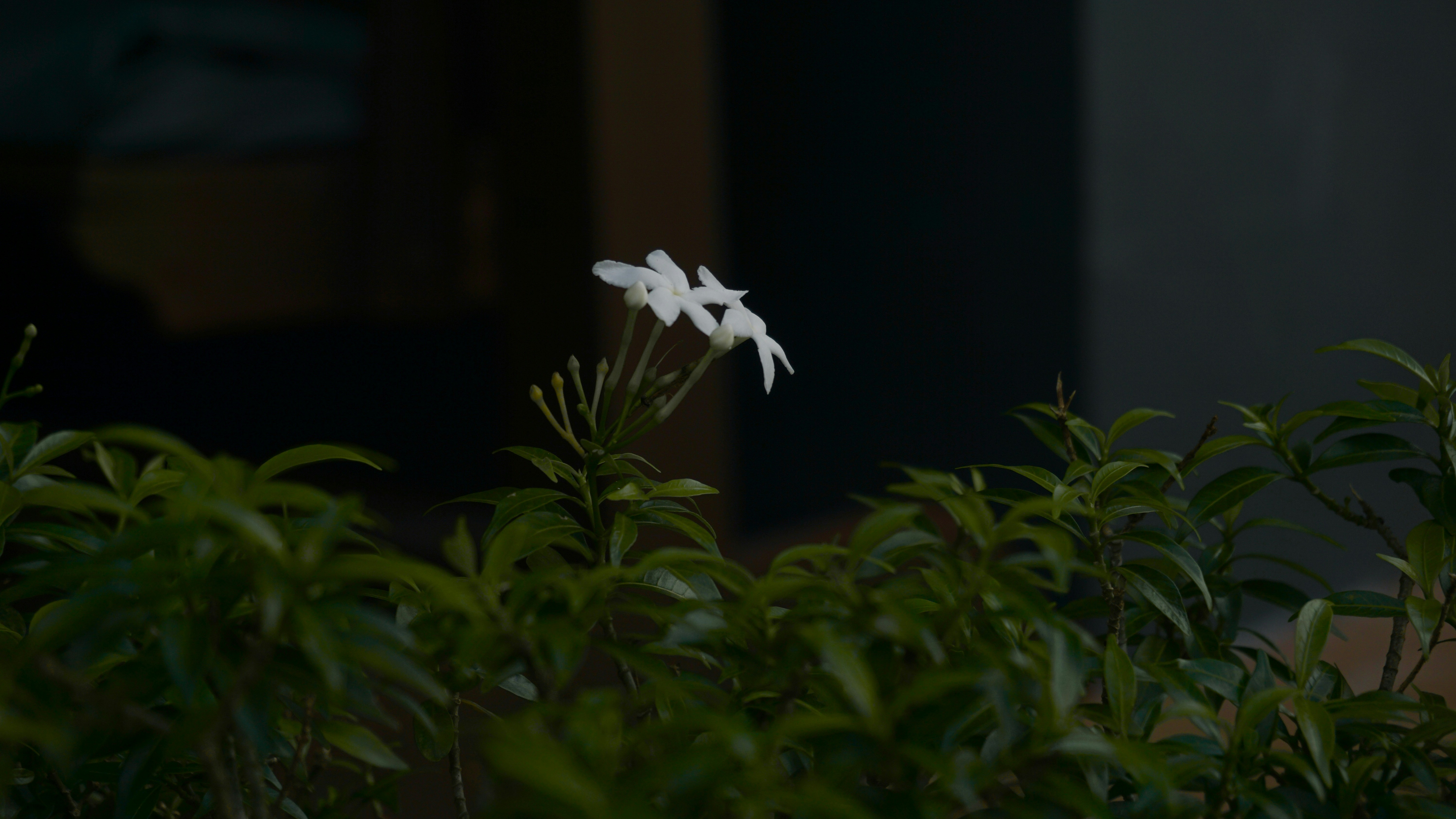 a close up of a plant with white flowers