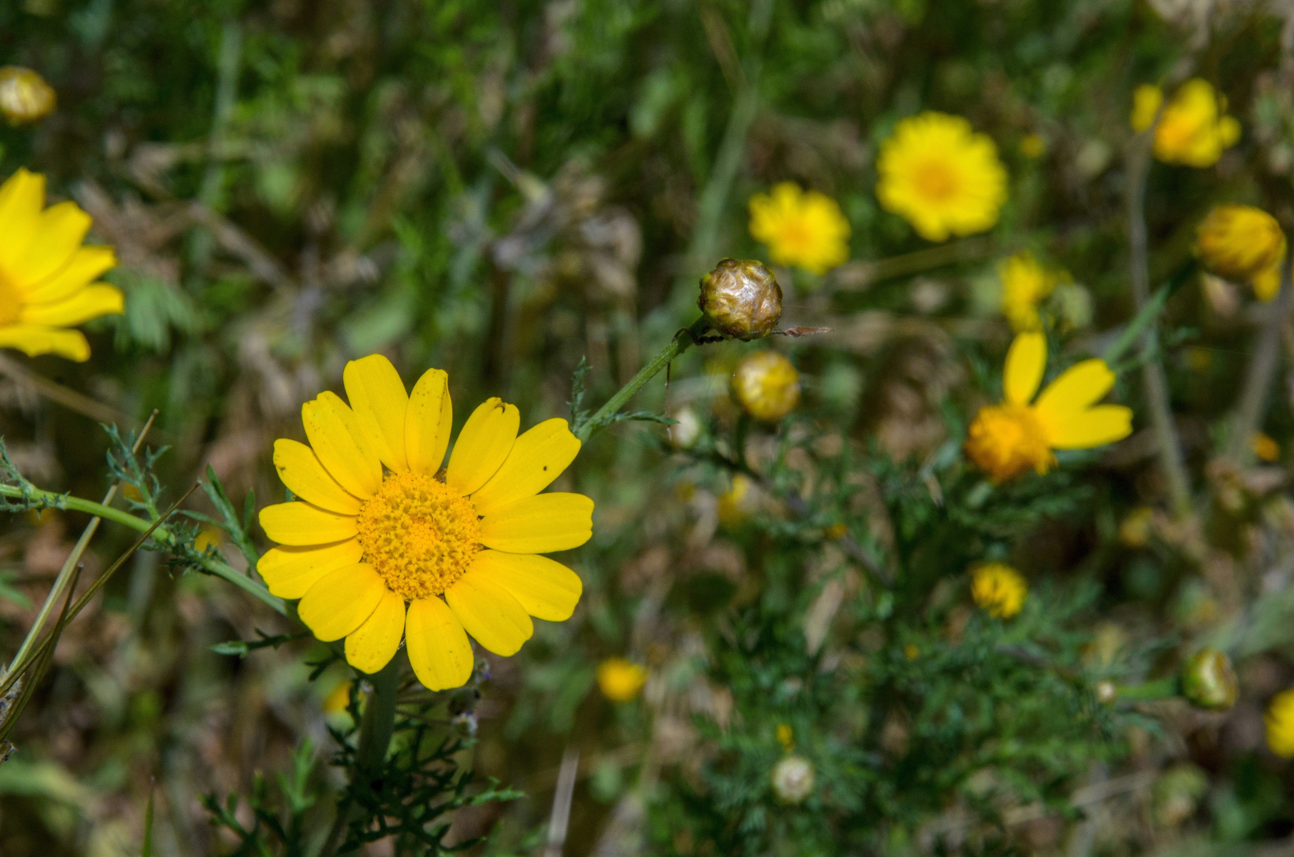 Sunlit Daisy Cluster in a Wild Meadow