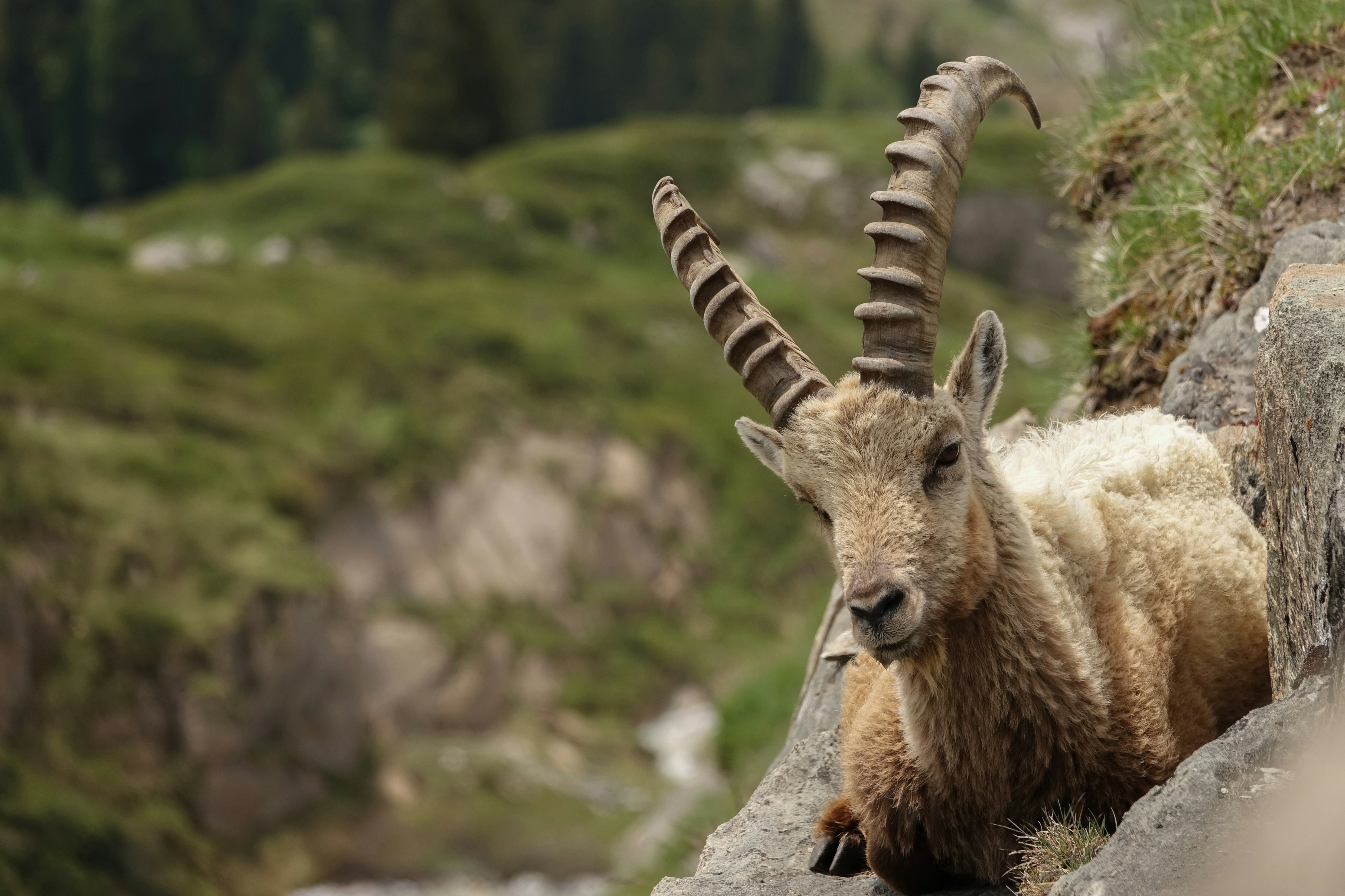 Alpine ibex resting on a rocky ledge, surrounded by lush greenery and distant mountains. The animal's impressive horns and serene expression highlight its natural habitat.