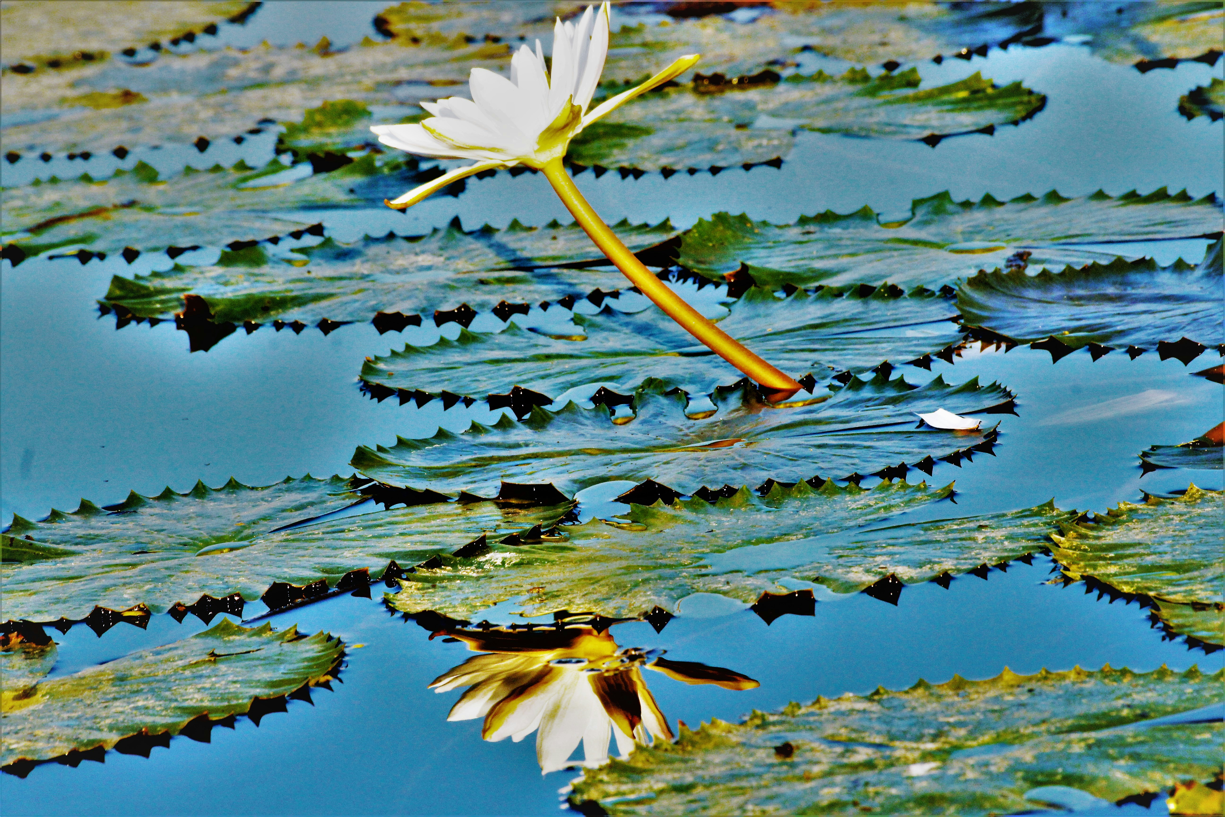 a white flower floating on top of a lake