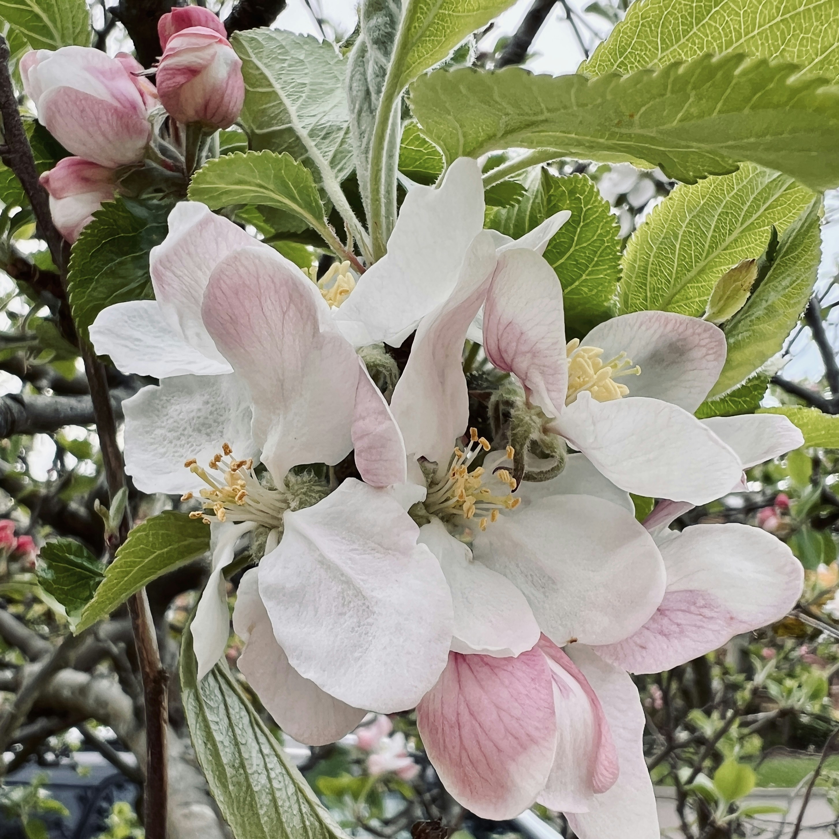 Close-Up Bloom: Soft Pink Apple Blossoms in Spring Light