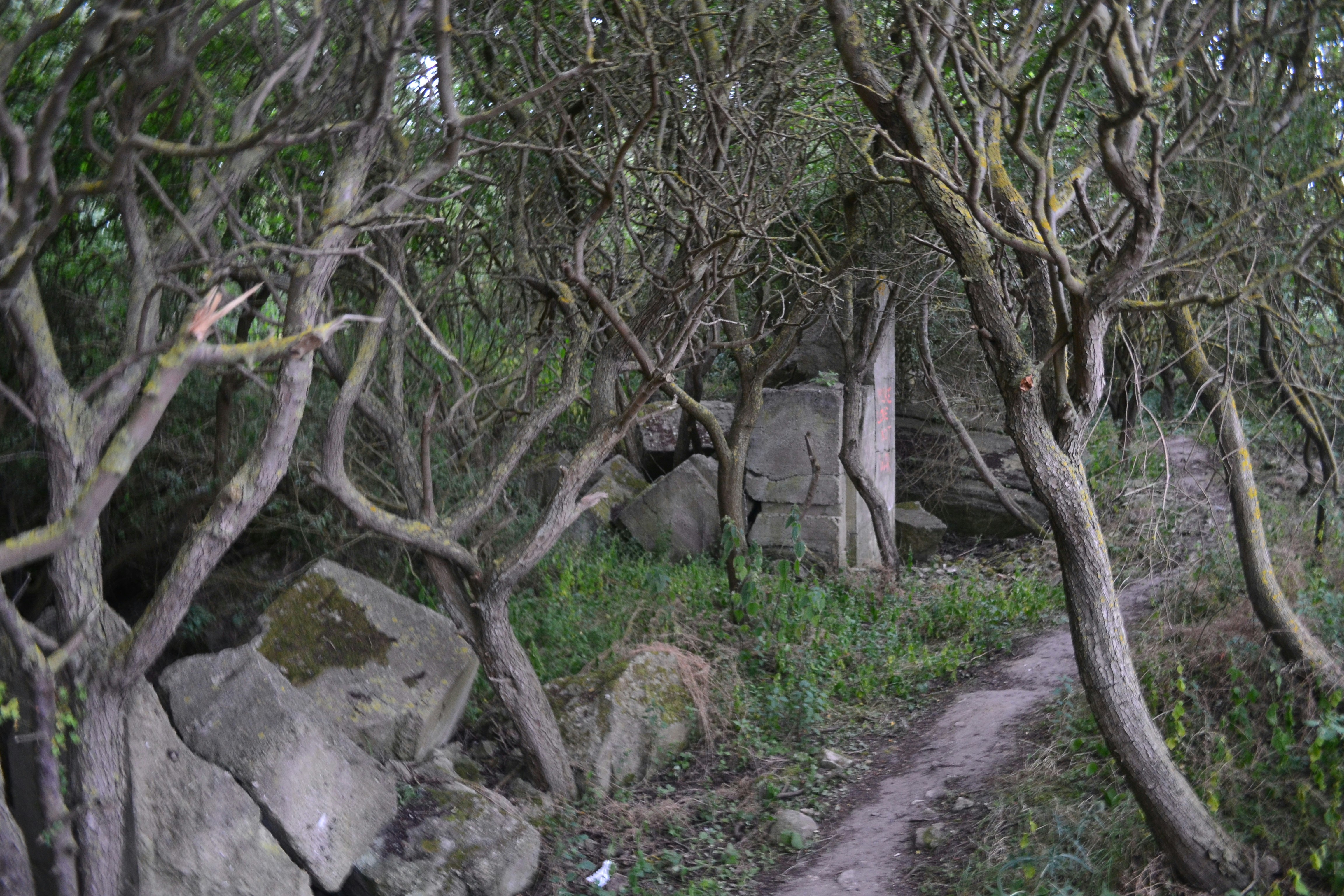 A path in the woods with rocks and trees photo – Free Grey Image on ...