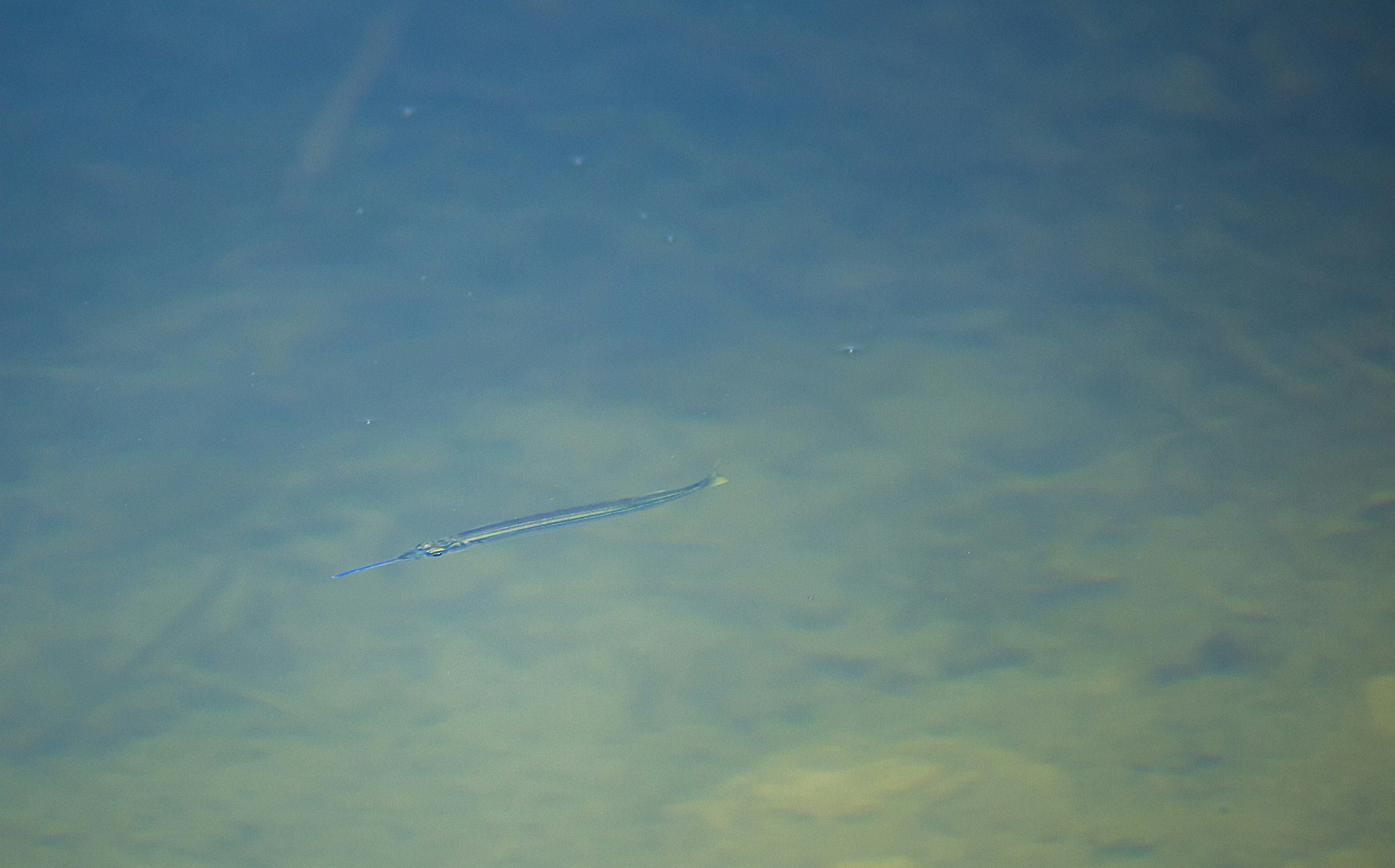 A slender fish gliding through clear water, revealing the textures of the submerged environment below.