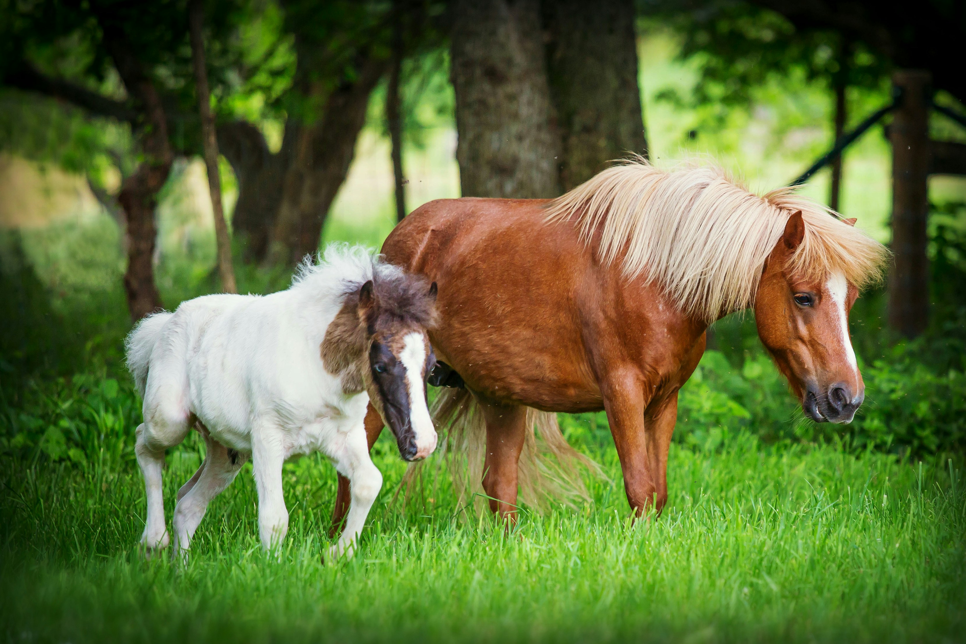 A brown and white horse standing next to a brown and white pony photo ...