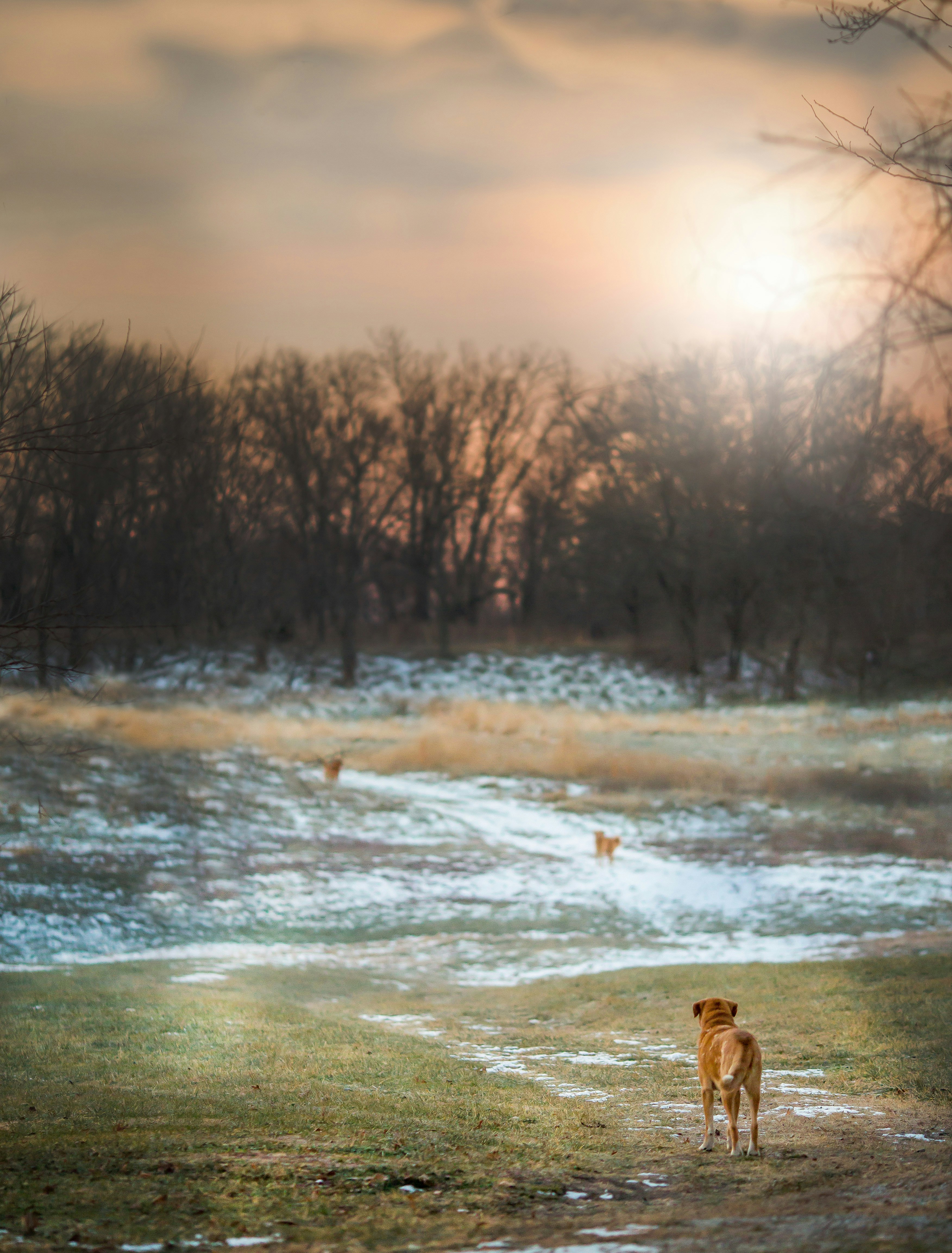 Lone Hound at Sunset on a Snow-Dusted Prairie