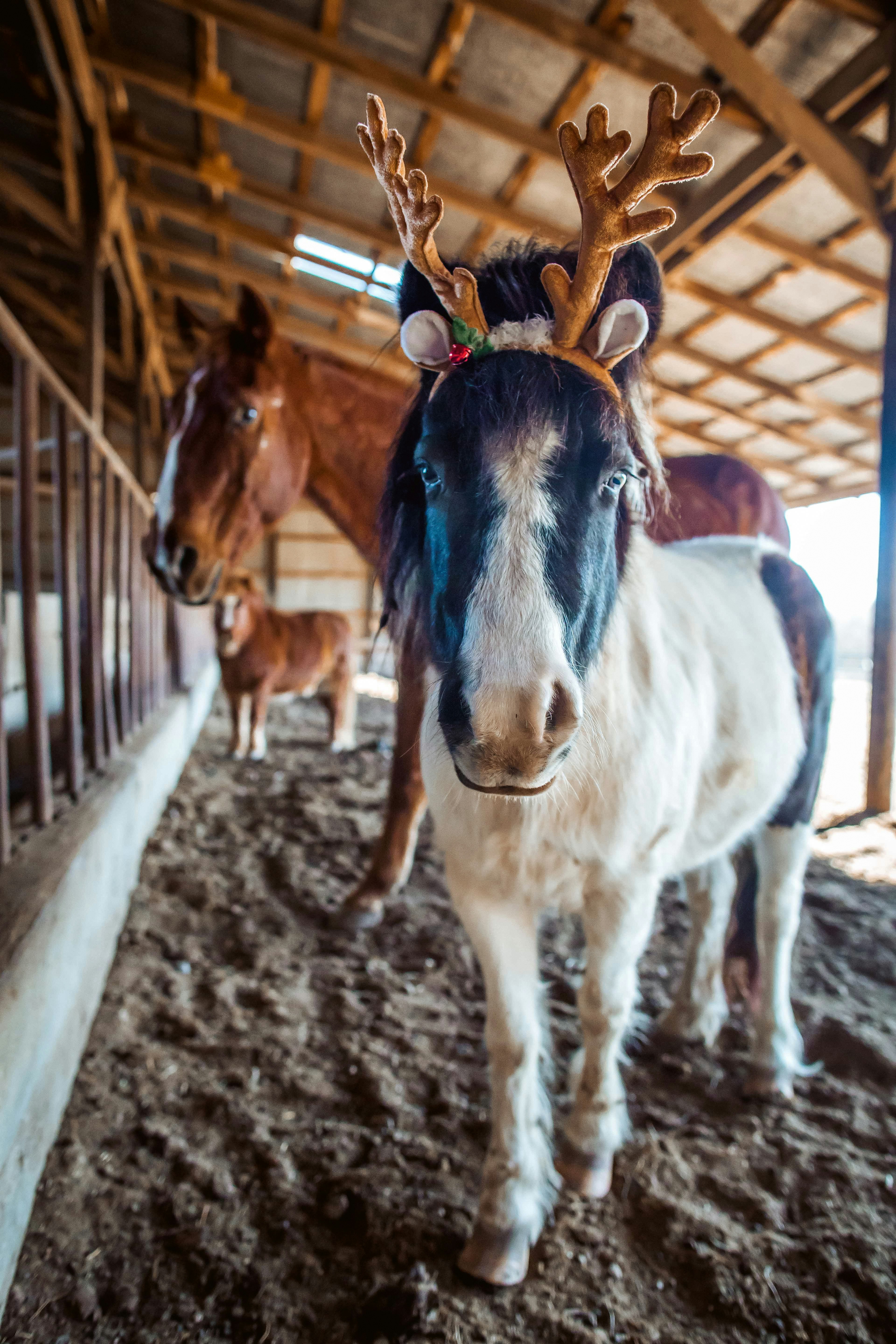 Gros plan d’un cheval dans une grange photo – Photo Cheval Gratuite sur ...