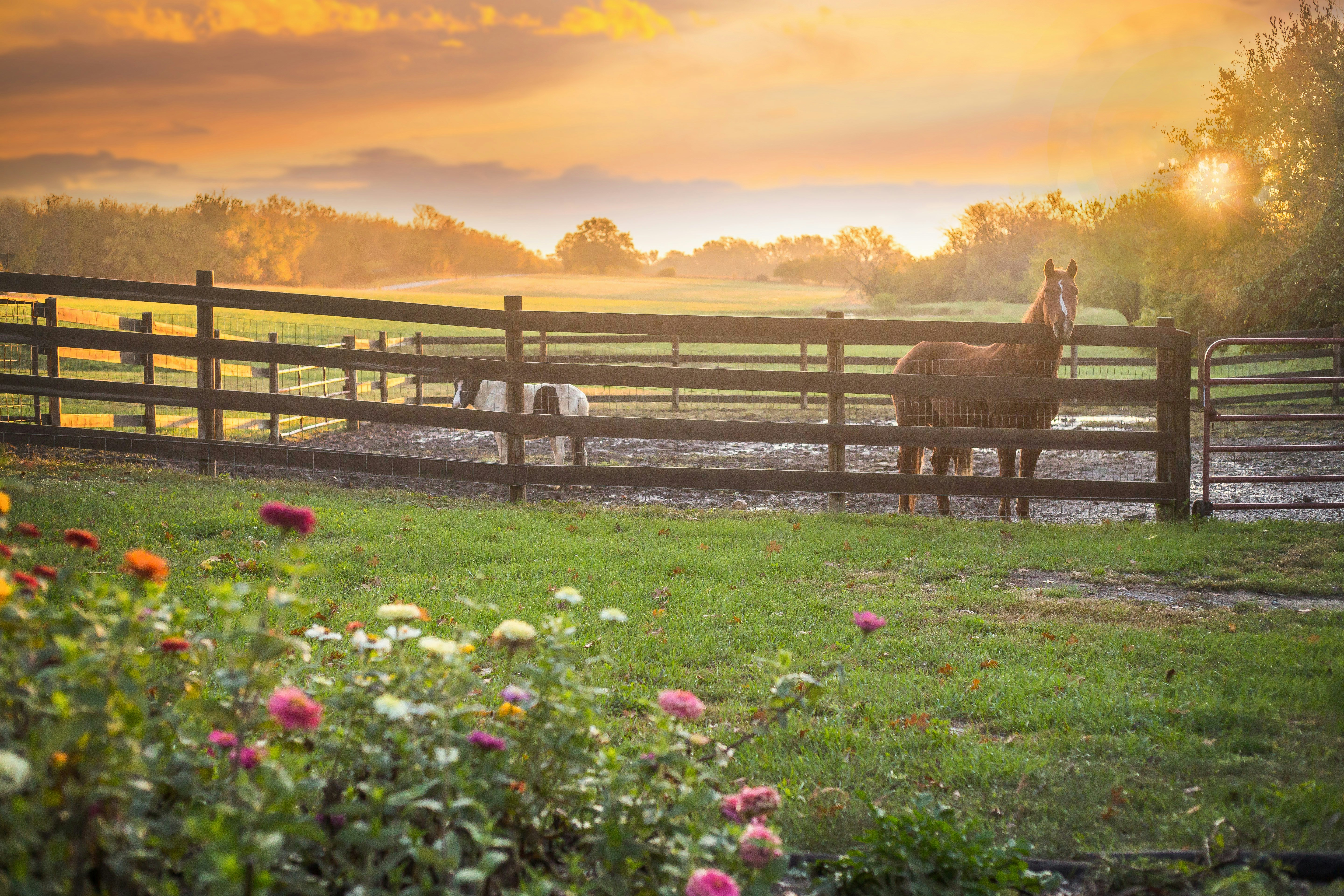 Un caballo está parado en un área vallada foto – Imagen de Bosque ...