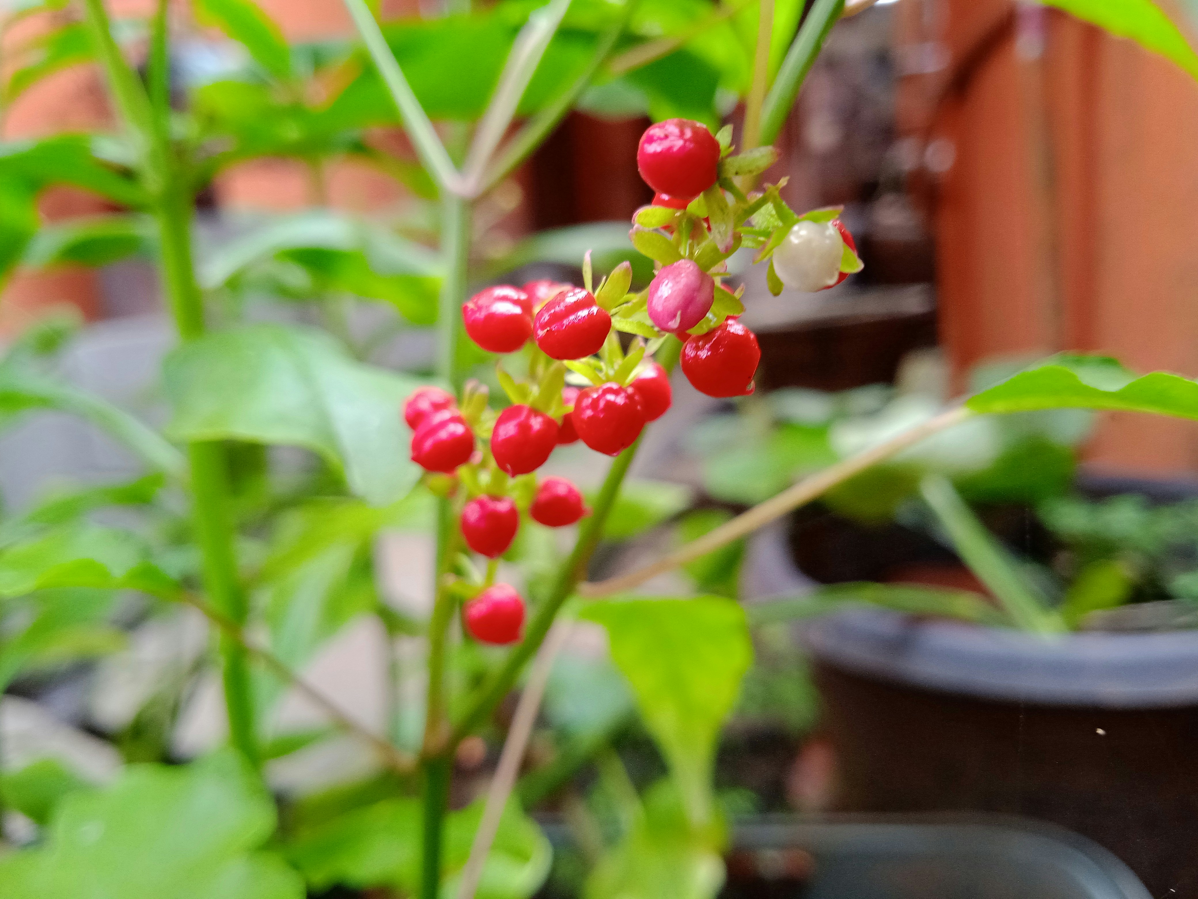 A close up of a plant with red berries photo – Free Plant Image on Unsplash