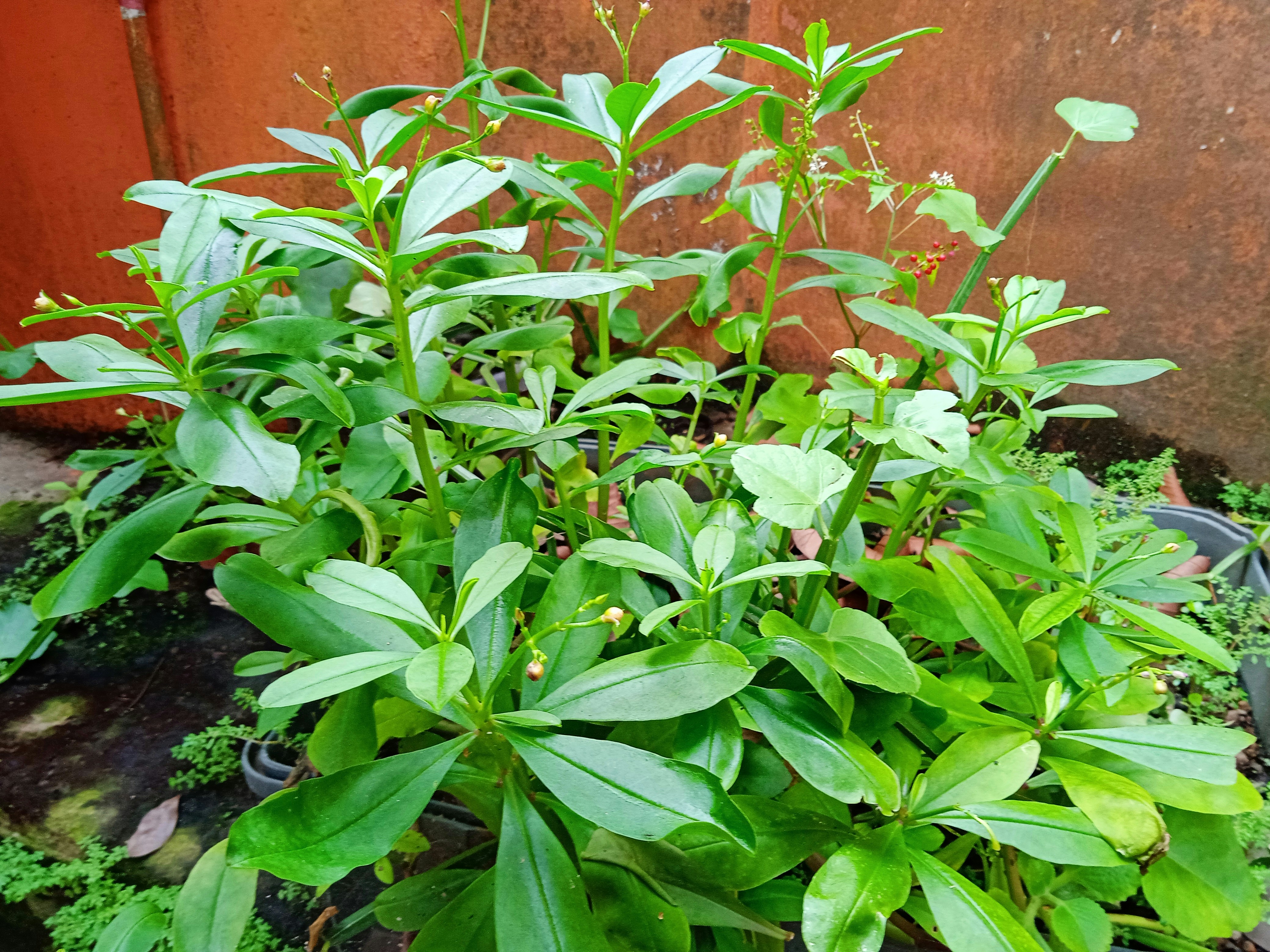 Lush green herbs fill a compact planter beside a weathered orange wall.