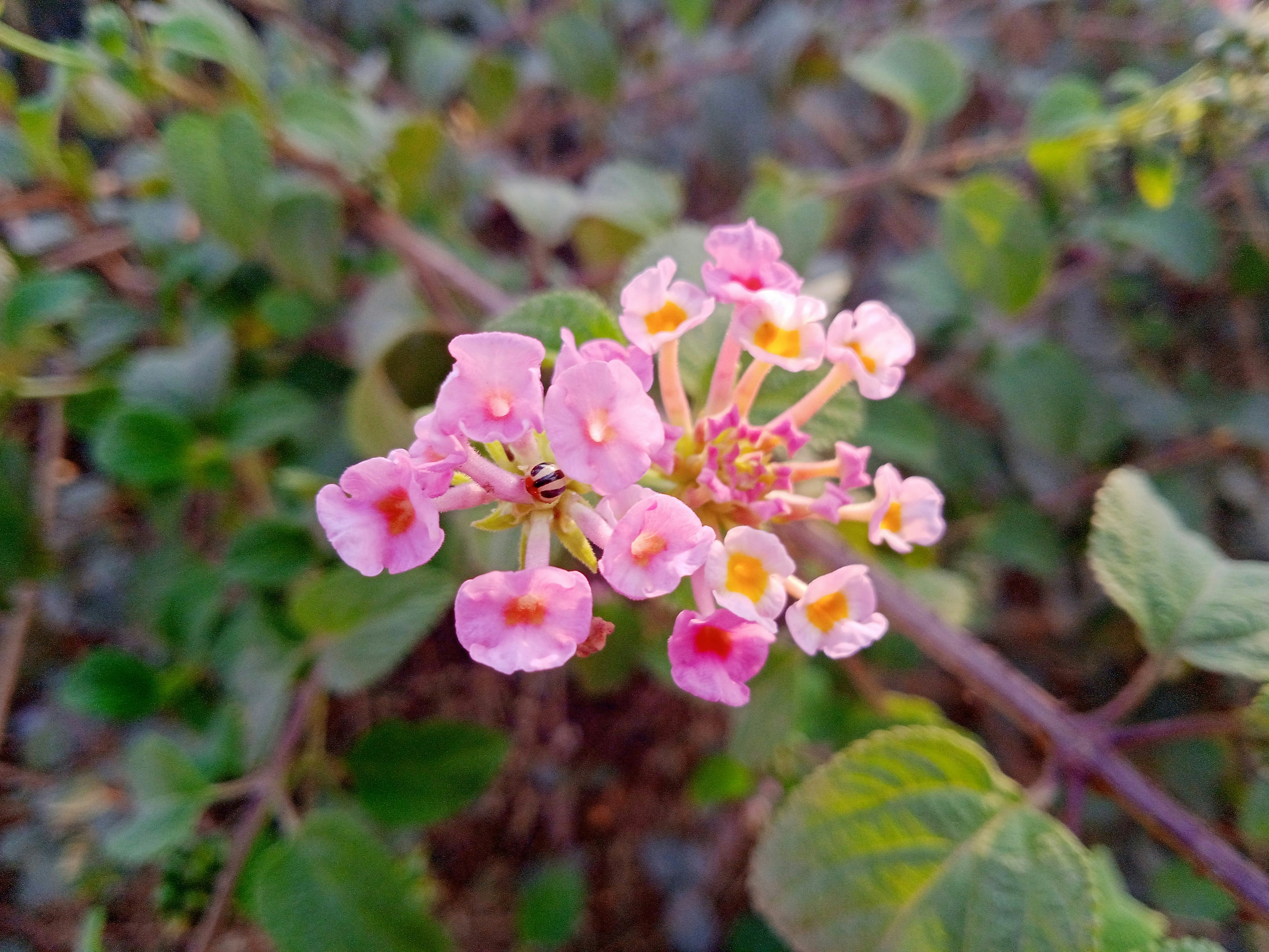 Delicate pink flowers clustered together, showcasing vibrant yellow centers amidst lush green foliage.