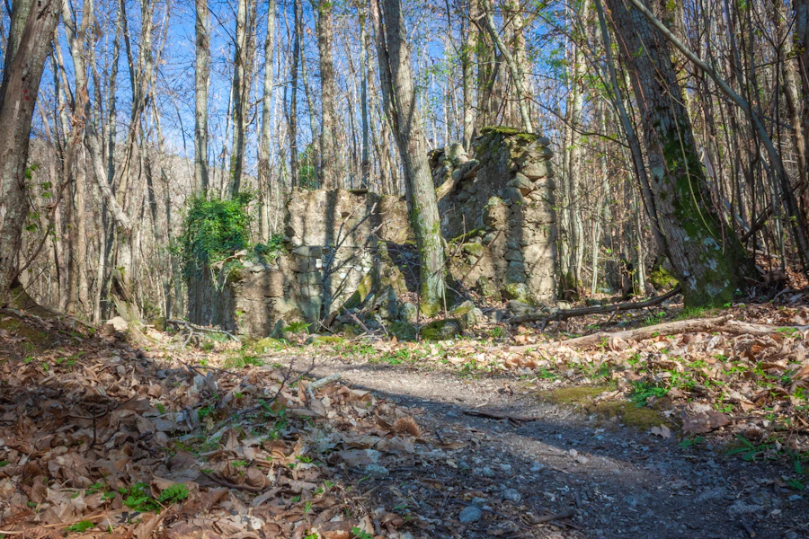 Stone ruins partially hidden among tall bare trees beside a woodland trail. Sunlight and shadows cut across the forest floor under a clear blue sky.