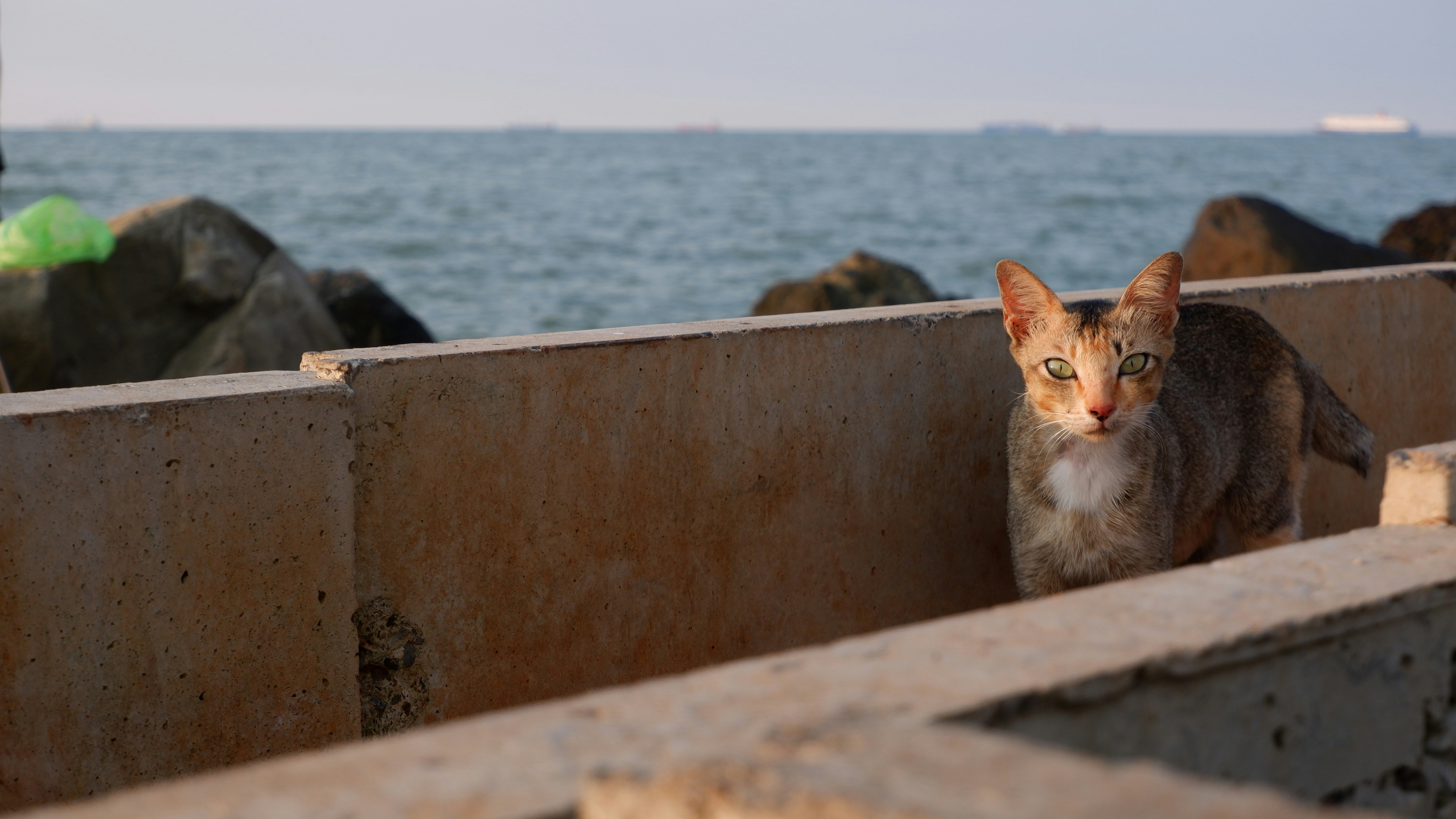 A cat is standing on a concrete wall near the ocean photo – Free Pantai ...