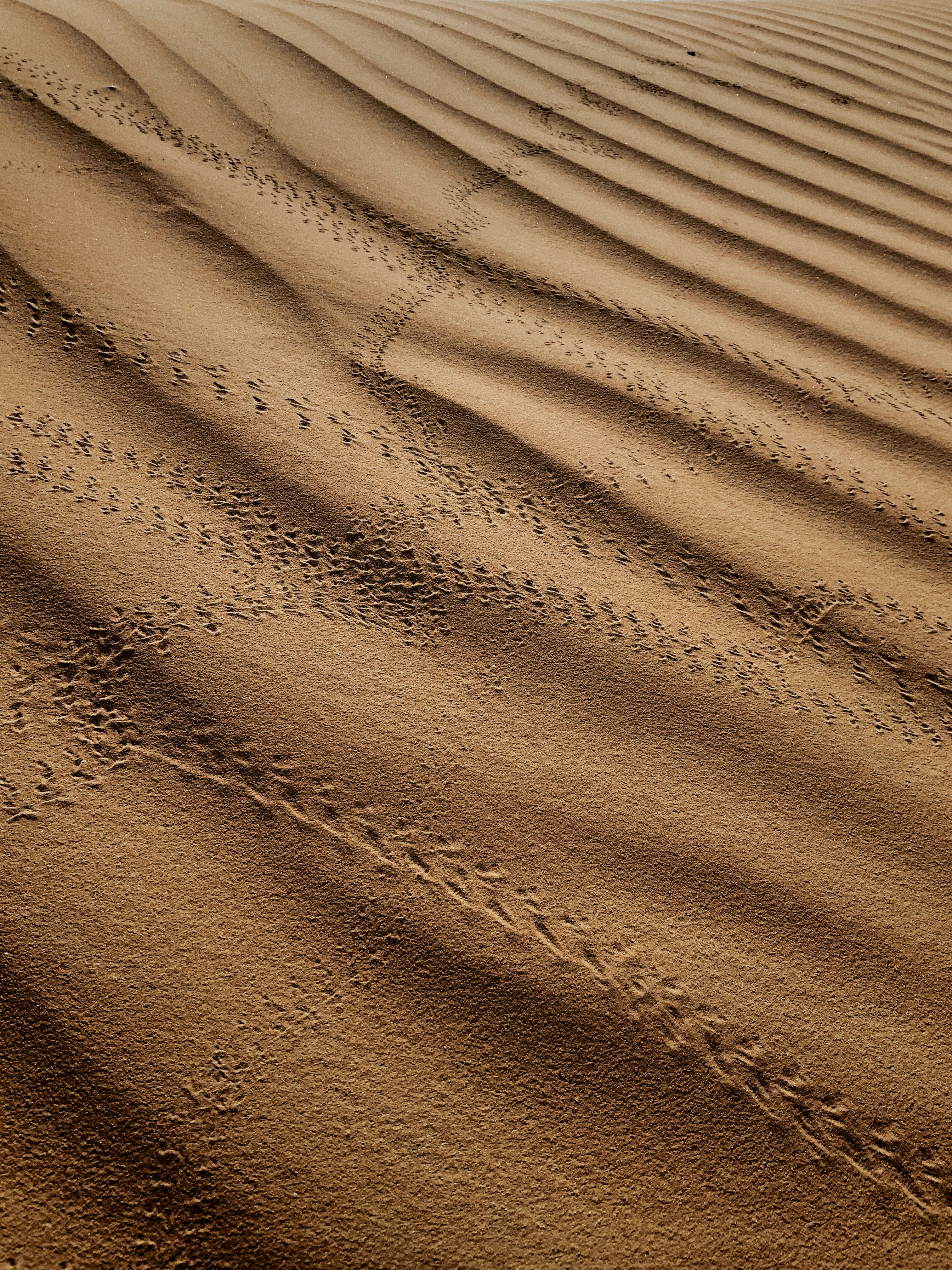 A large sandy area with tracks in the sand photo – Free Sahara desert ...