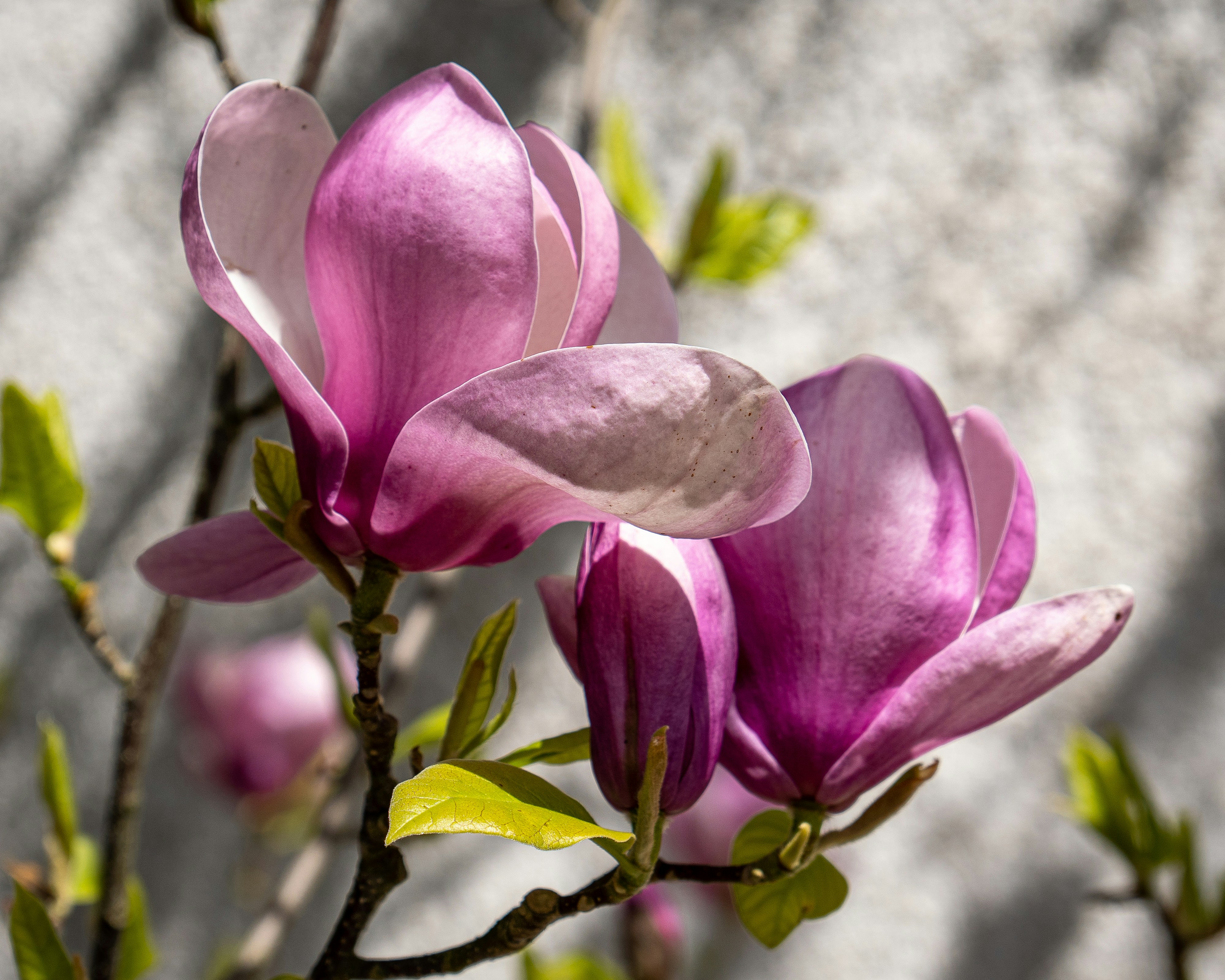Magnolia flowers in vibrant shades of pink and purple bloom against a textured background, showcasing the delicate interplay of light and shadow.
