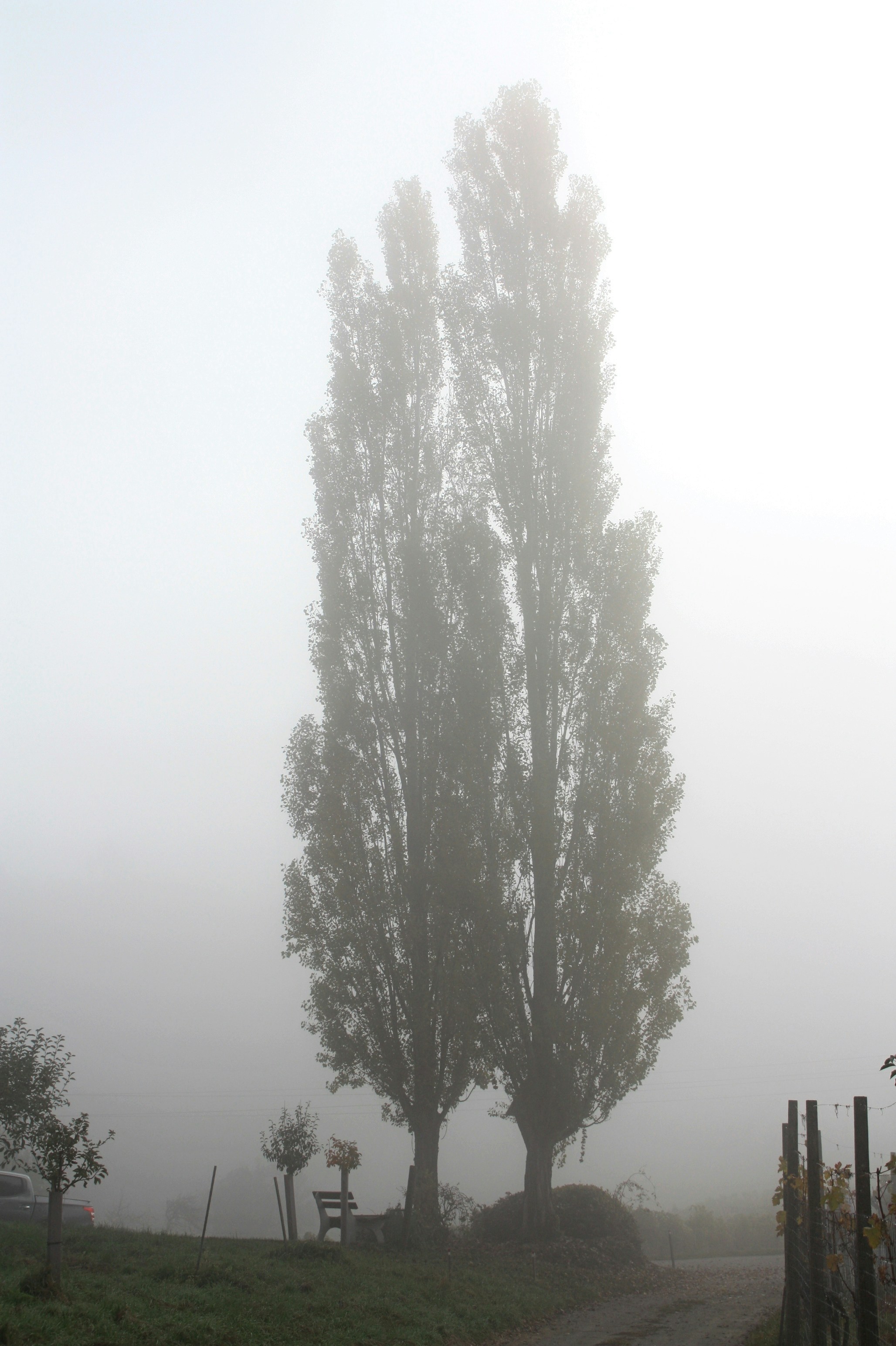 a foggy field with a bench and a tree