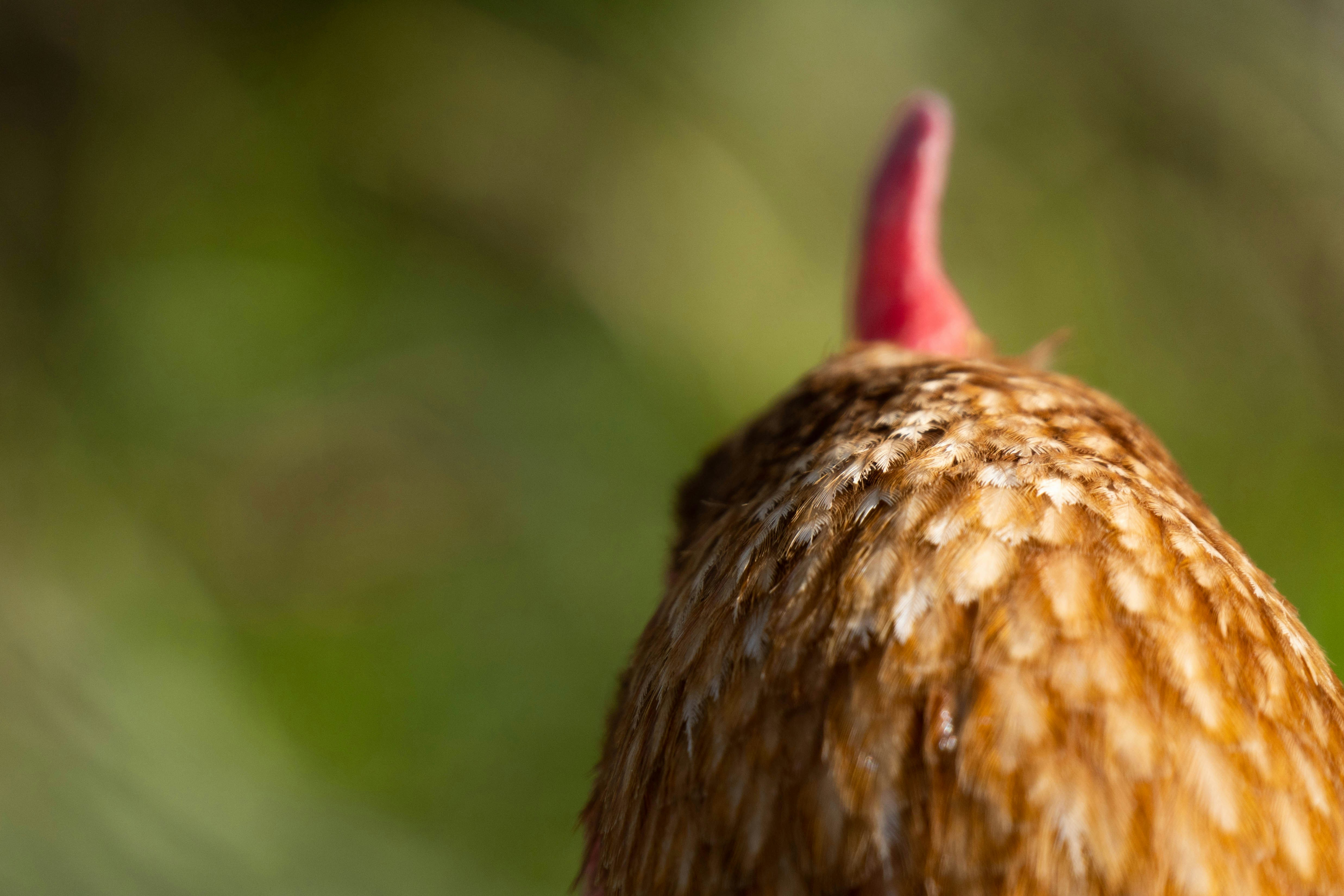 Ruddy Feathers in Focus: A Hen's Close-Up with Soft Green Backdrop