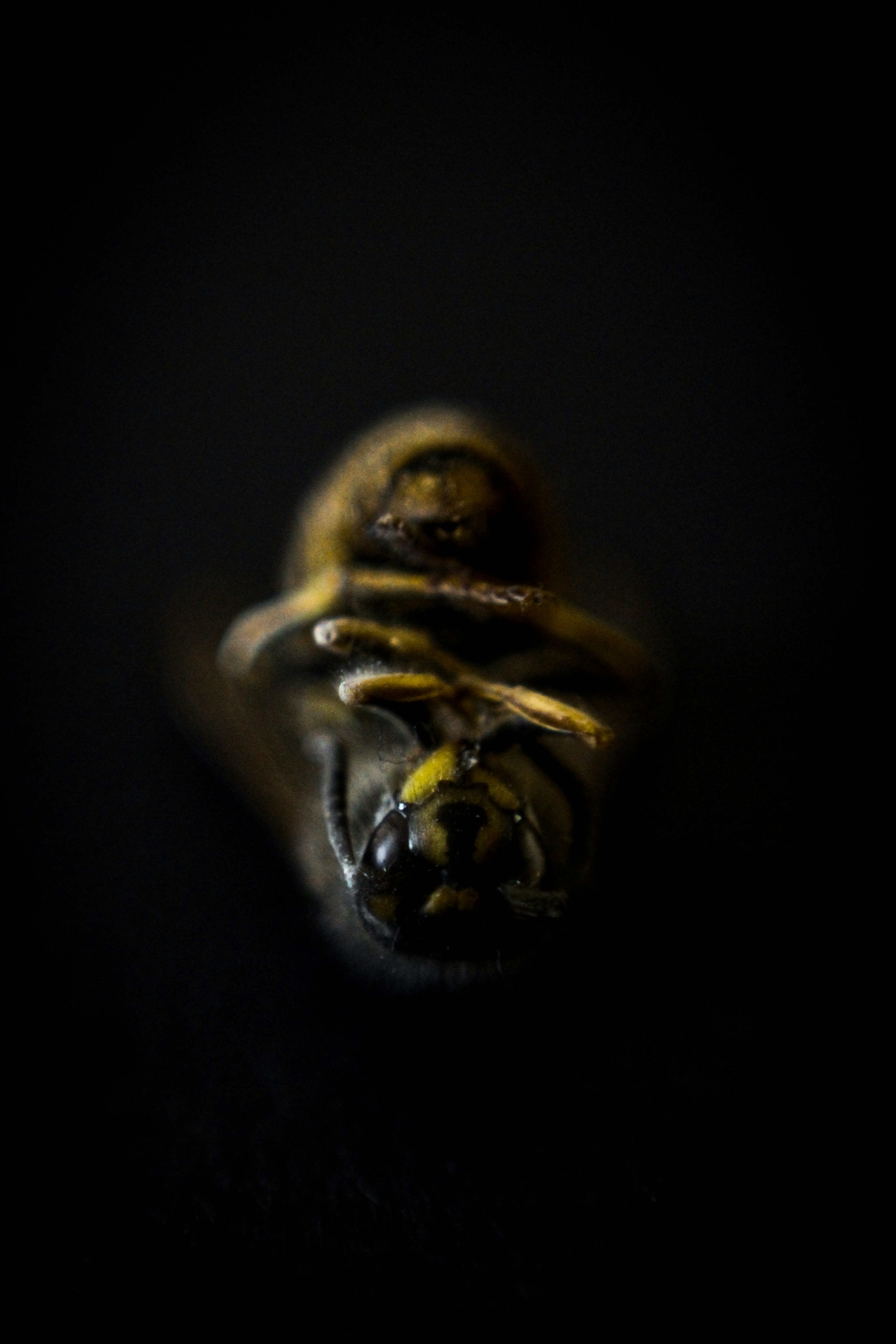 a close up of a bug on a black background