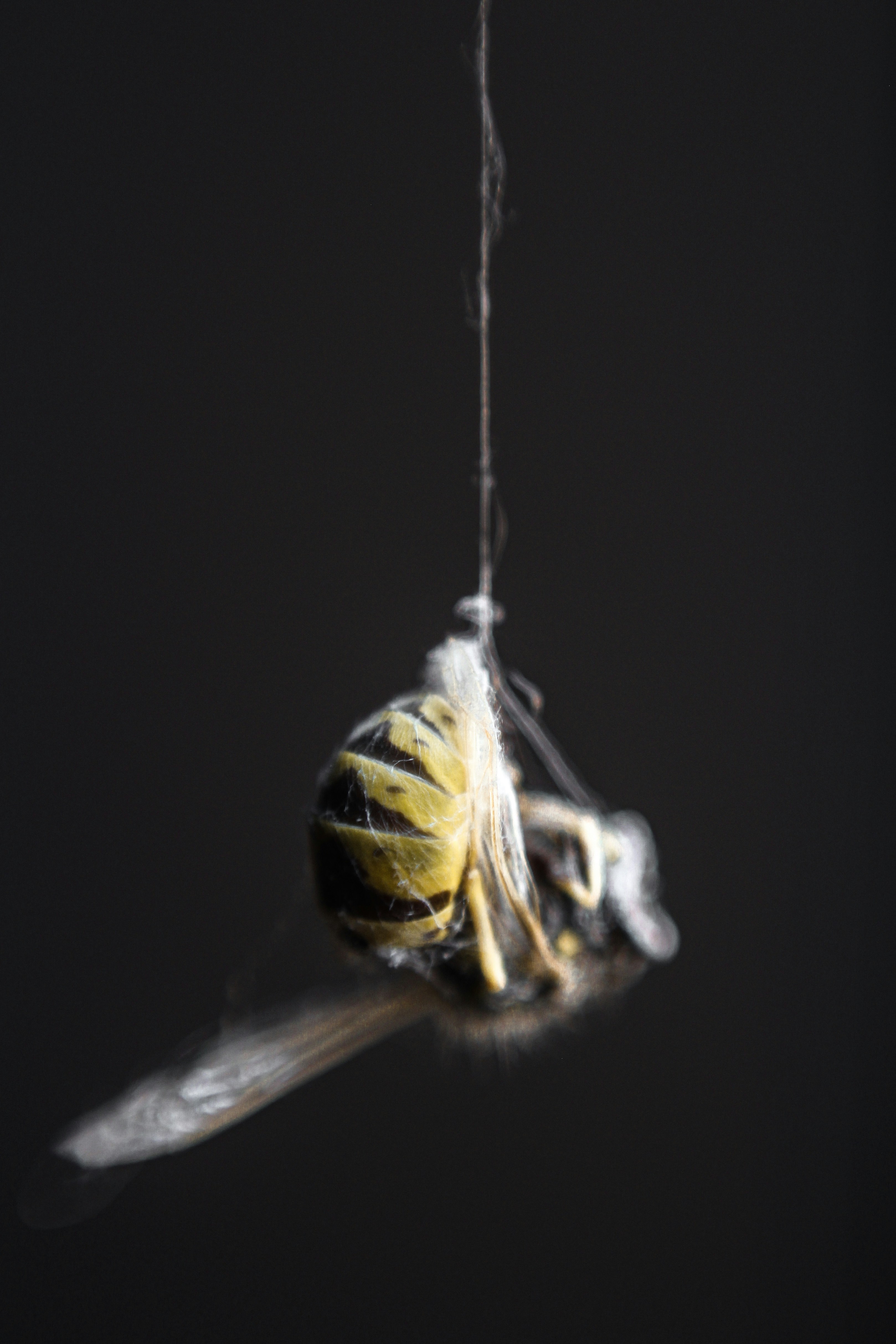 A close up of a bug on a string photo – Free Dark background Image on ...