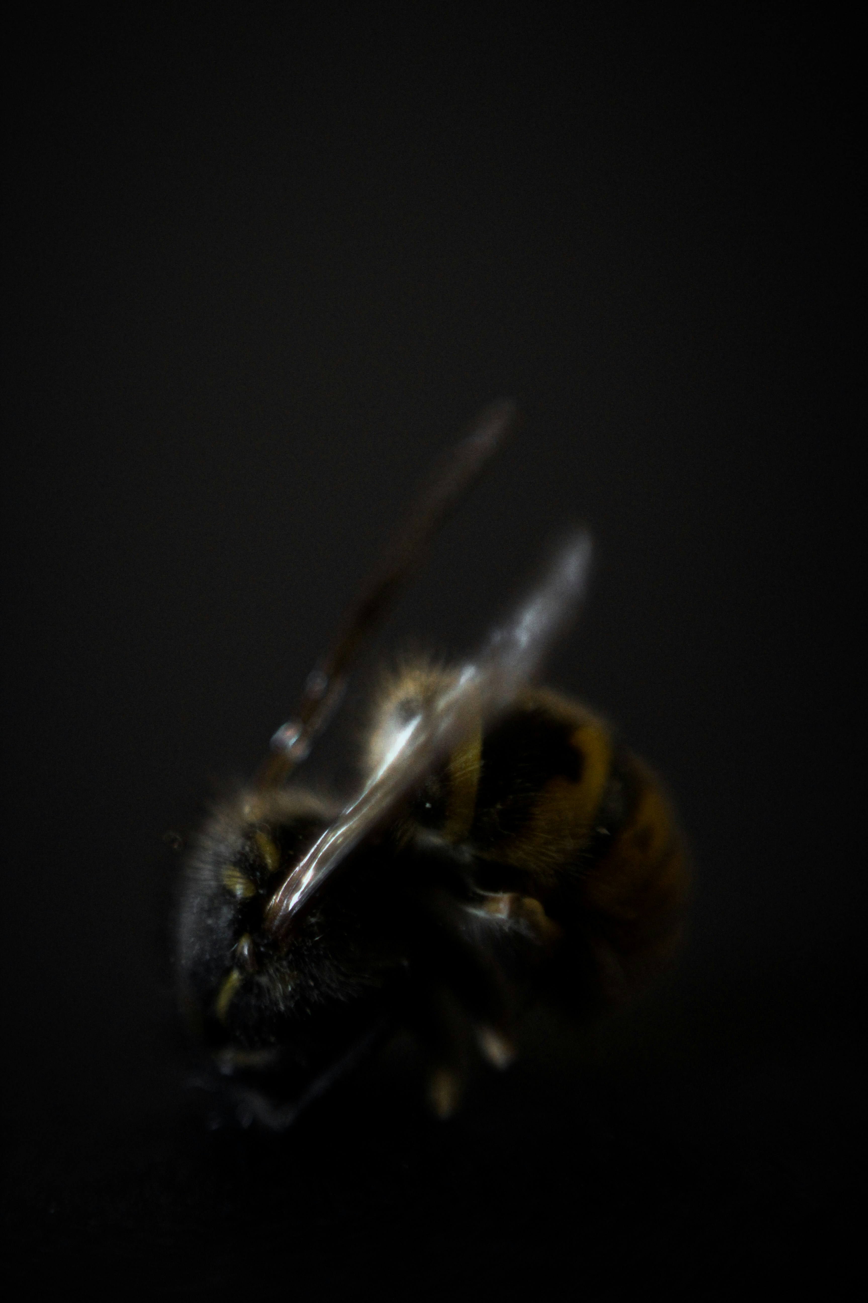 Close-up of a honeybee resting on a dark surface, showcasing its delicate features and intricate wing structures.