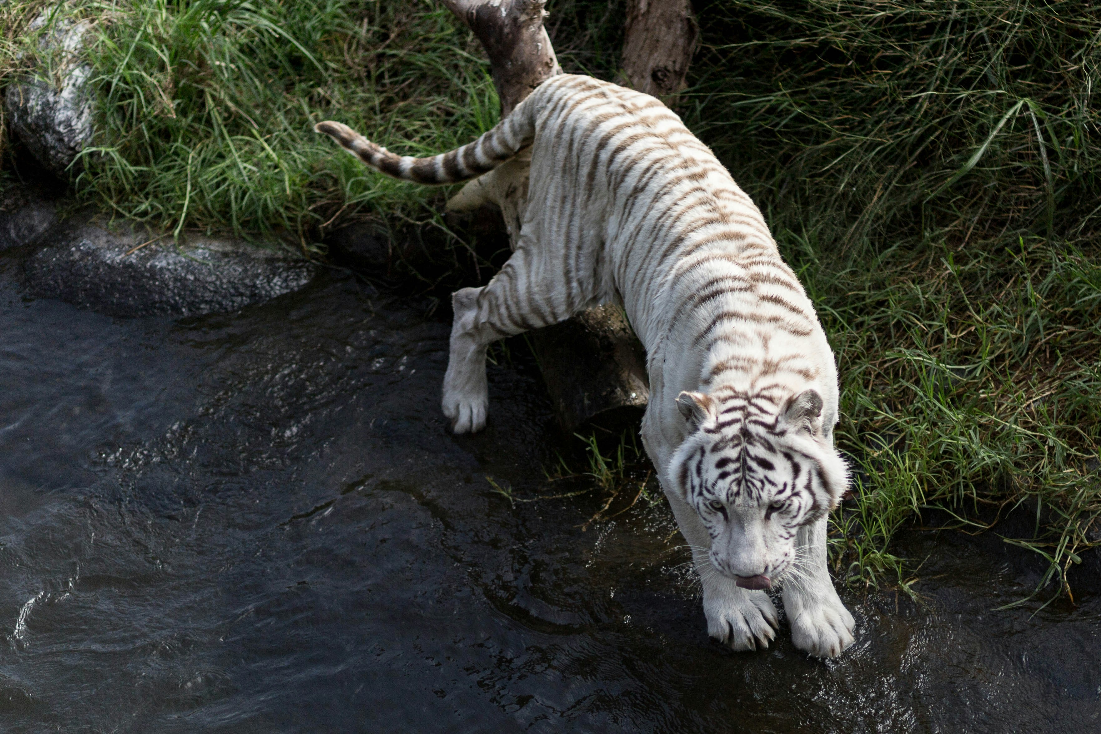 A white tiger standing on top of a body of water photo – Free Argentina ...