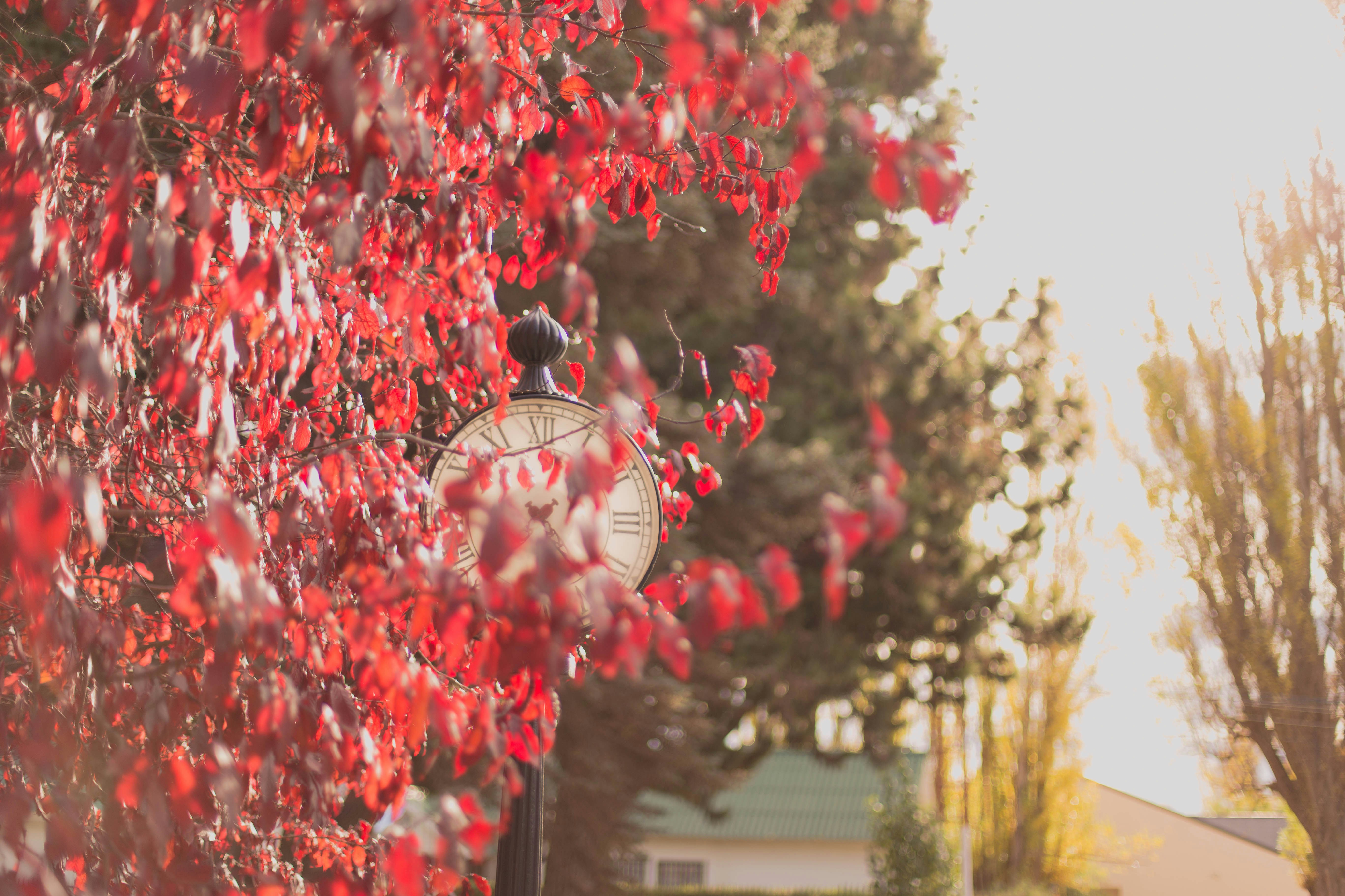 Crimson Veil Framing a Hanging Clock in Autumn Light