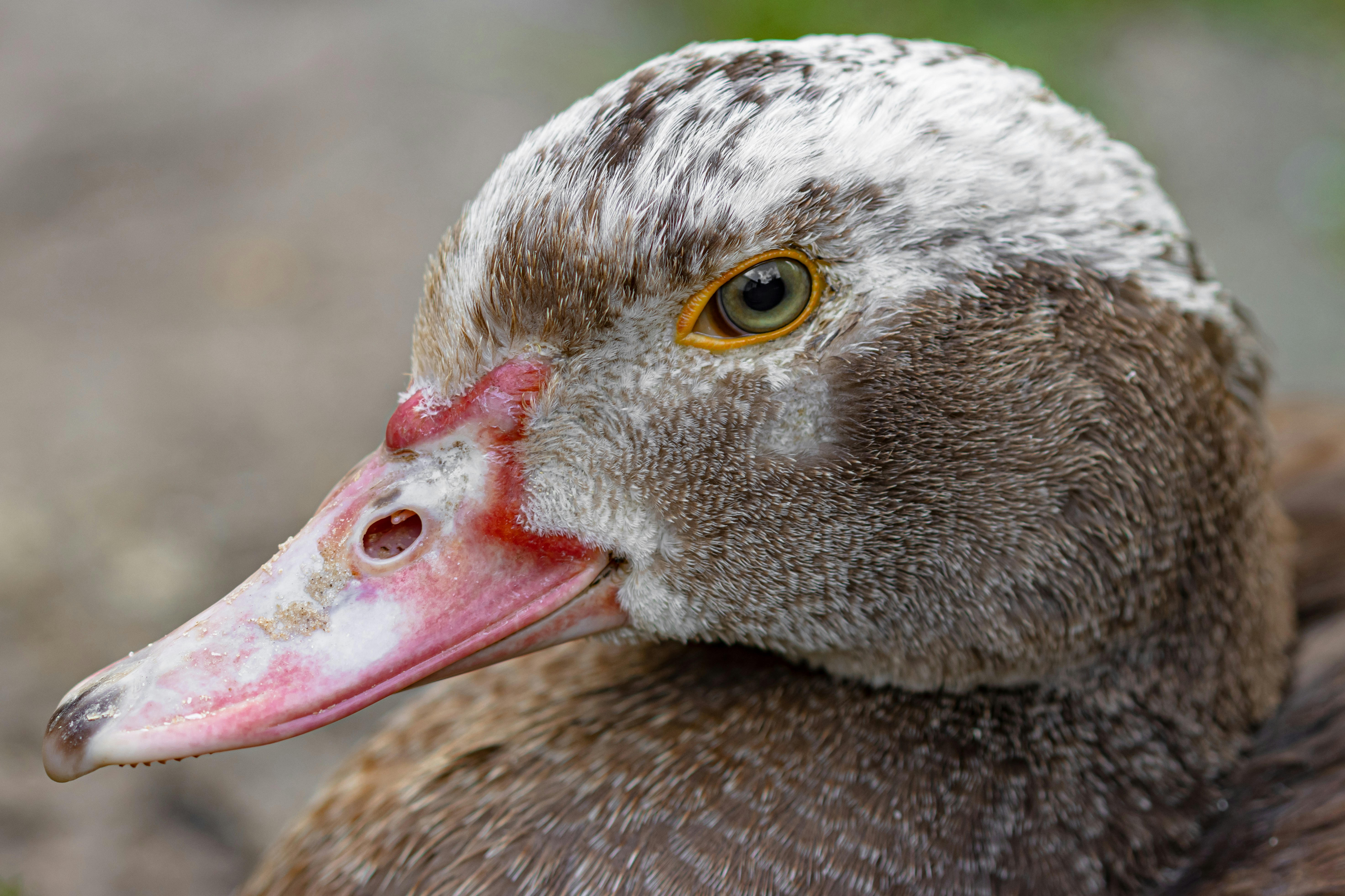 Foto zum Thema Nahaufnahme einer Ente mit rosa Schnabel – Kostenloses ...