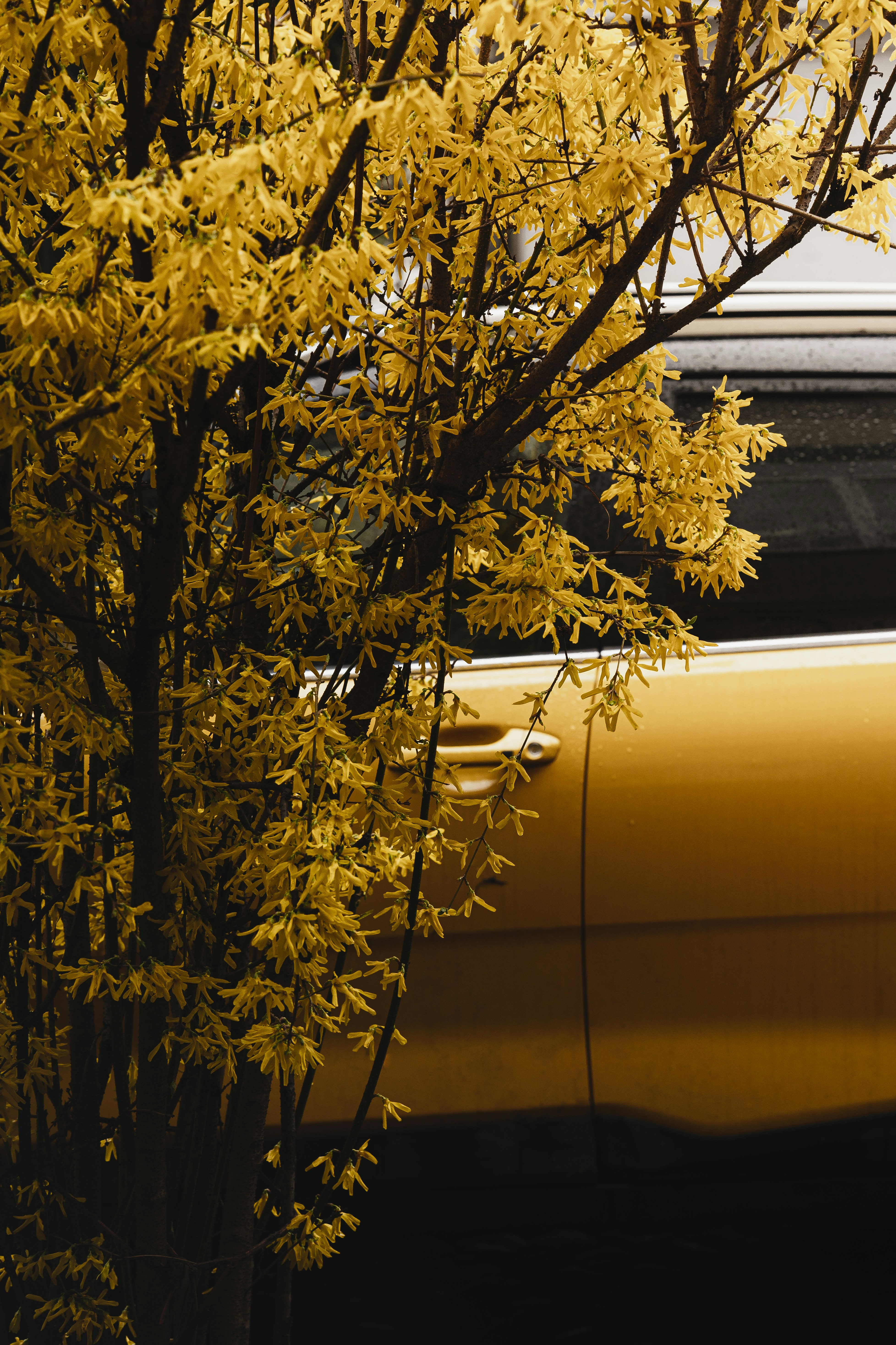 Gold Car Door Behind a Sunlit Autumn Veil