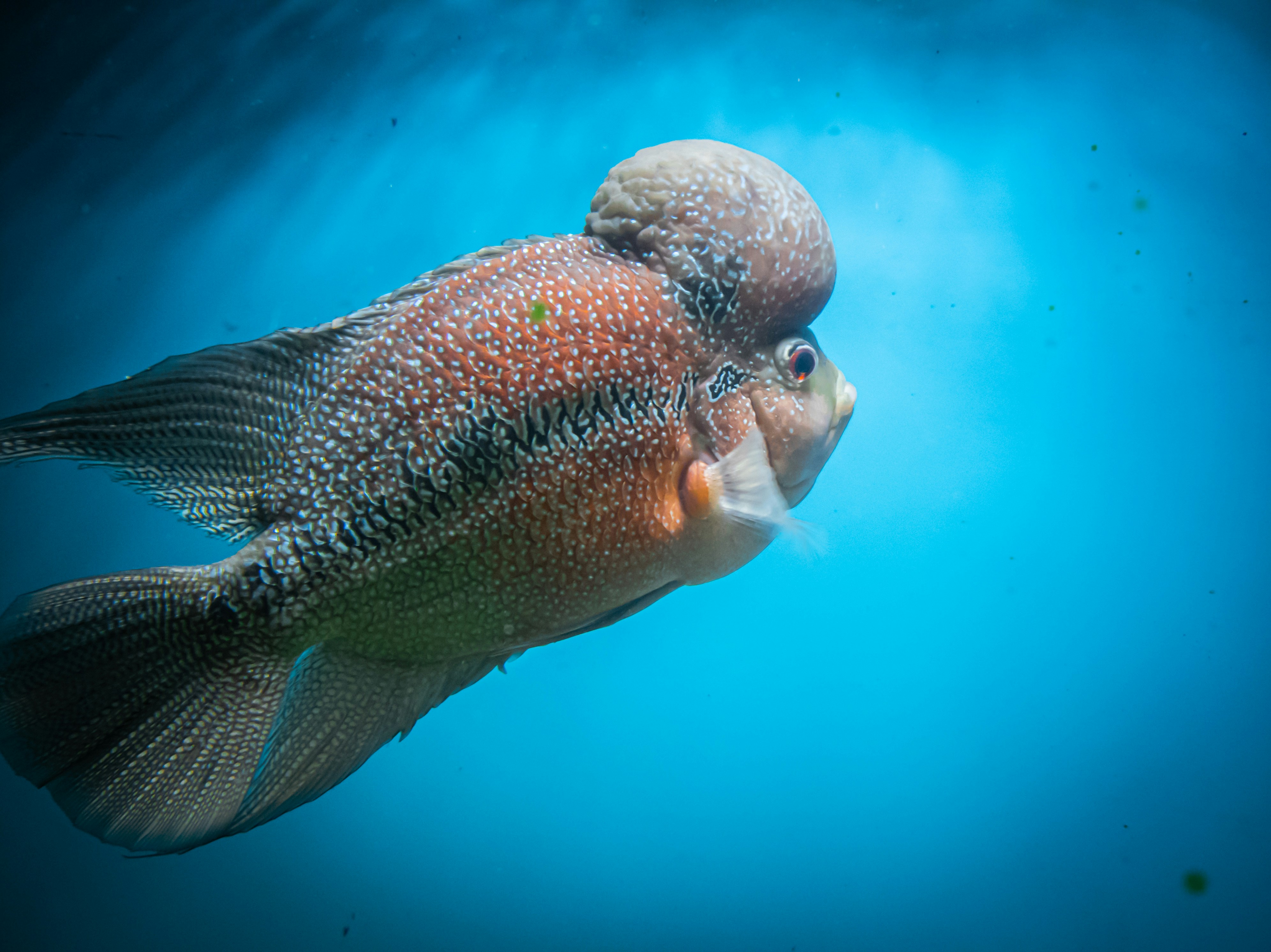 A large fish swimming in the blue water photo – Free Fish Image on Unsplash