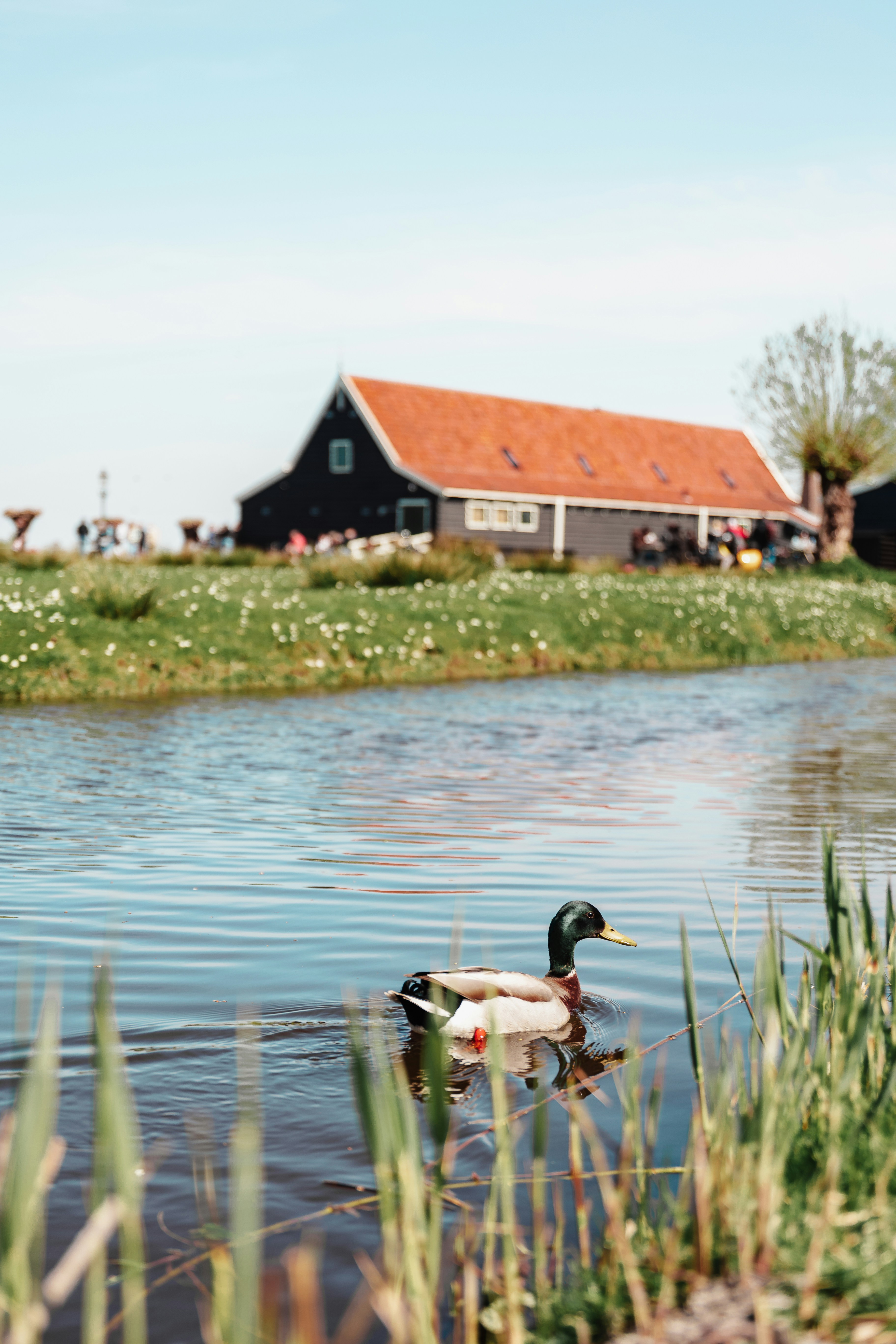 Mallard on a Glassy Canal with a Black Boathouse and Orange Roof in the Background