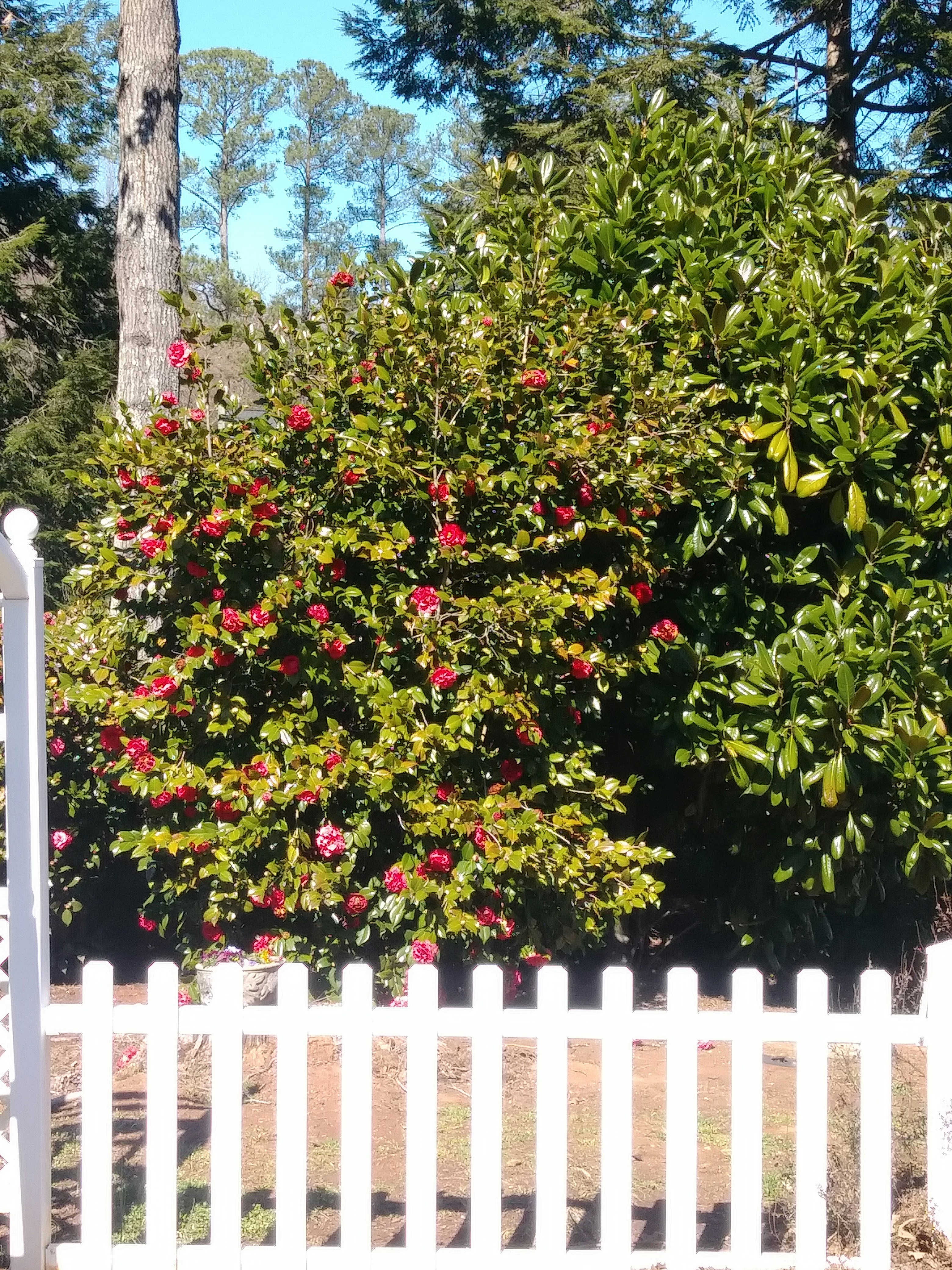 A white picket fence next to a tree with red flowers photo – Free ...